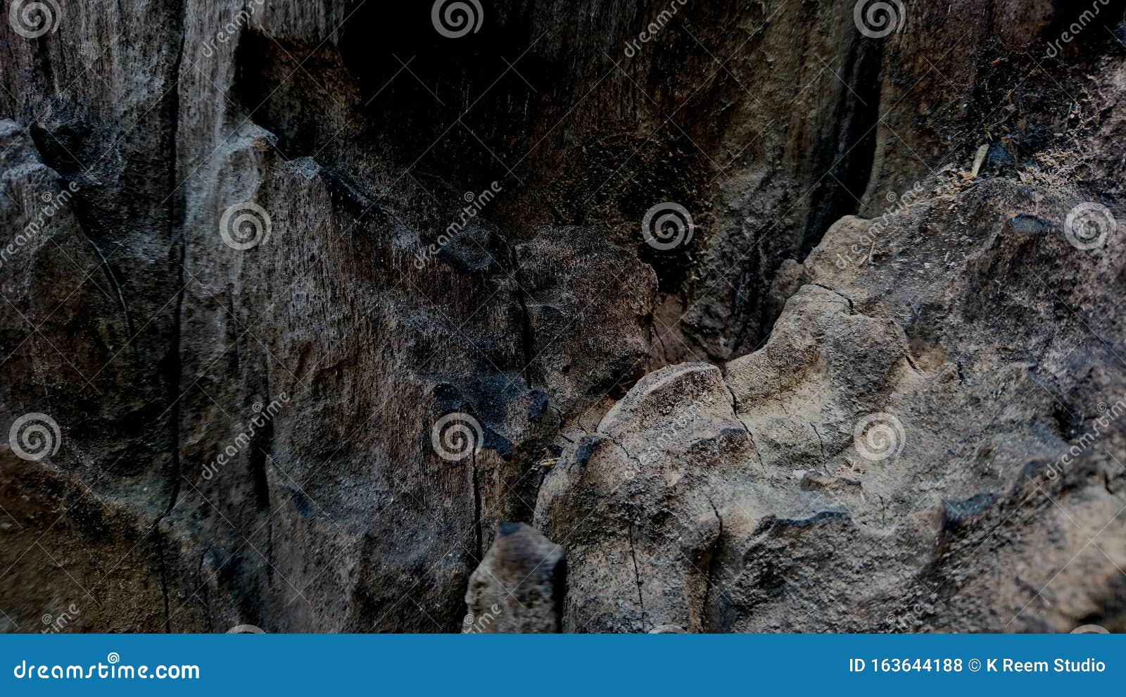 Texture of Damaged and Bumpy Bark Stock Photo - Image of lichen, grey ...