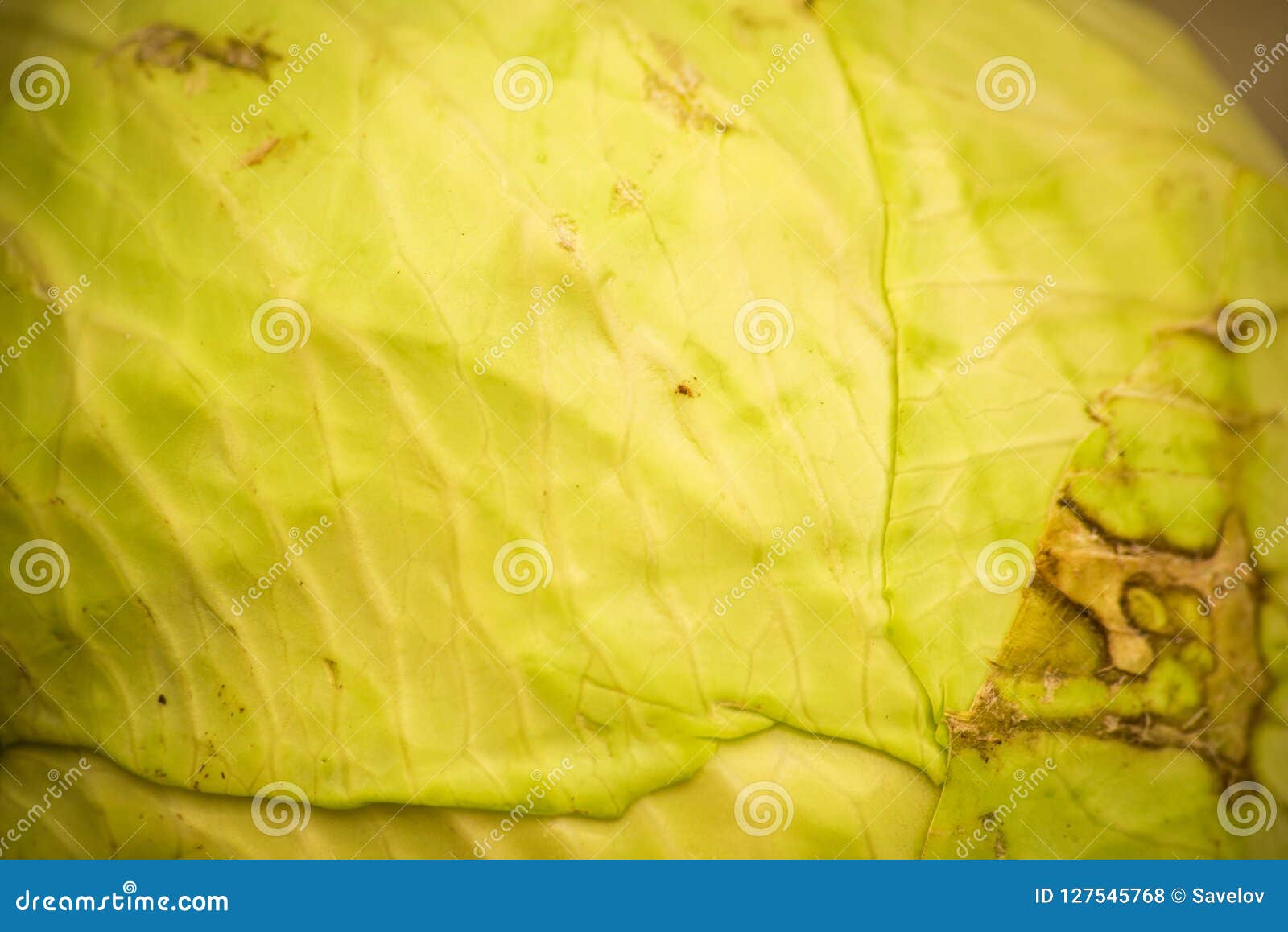 Texture of Damaged Cabbage Surface is Macro Stock Photo - Image of food ...
