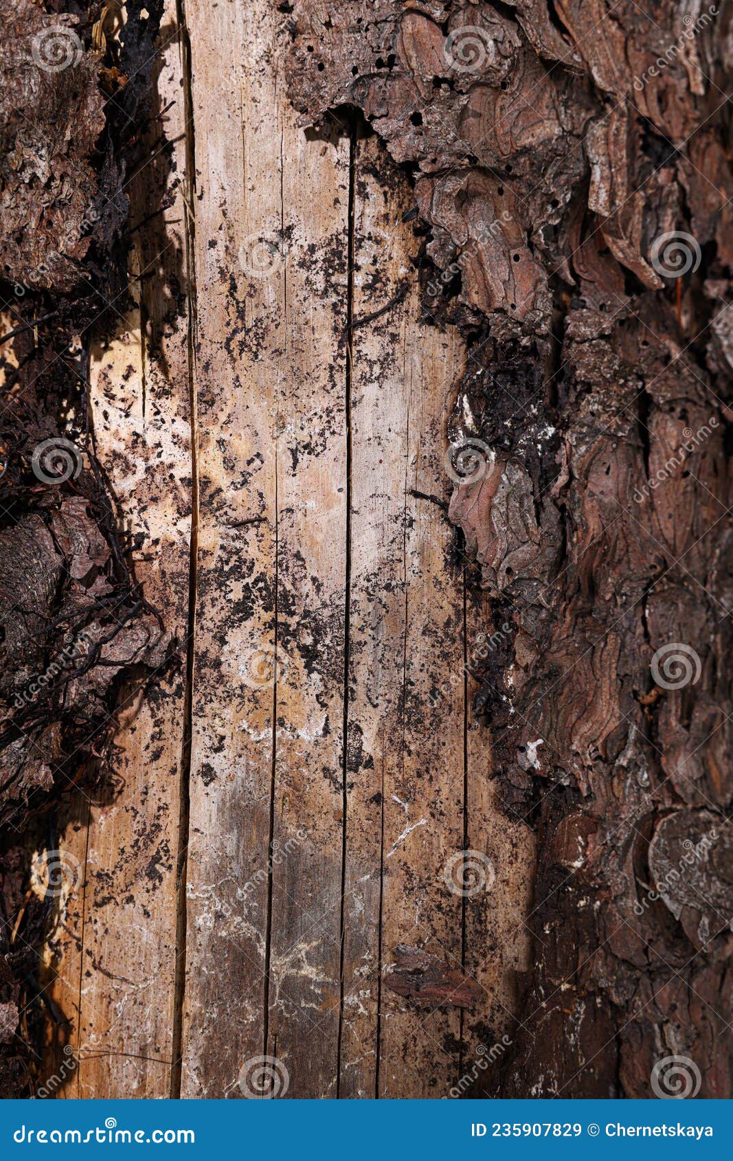 Texture of Damaged Tree Bark As Background, Closeup View Stock Image ...