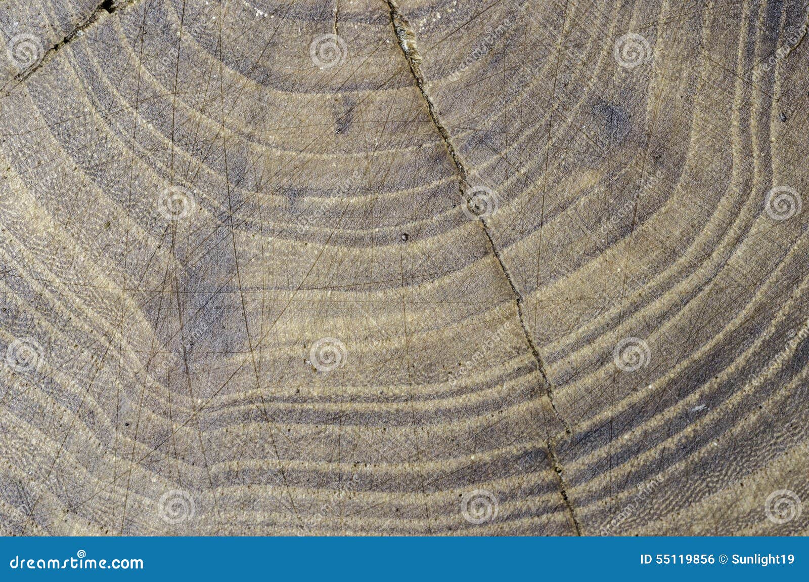 Texture Dans Le Bois D'un Orme D'arbre, Abstrait Photo stock - Image du ...
