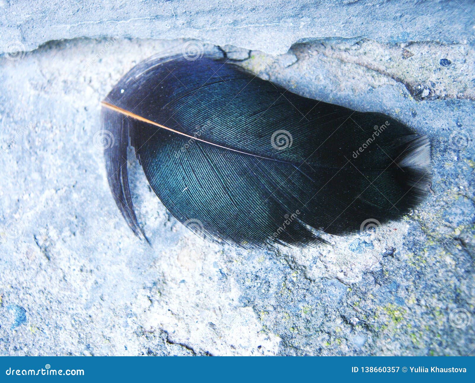 Texture Dark Feather on Light Concrete Floor Stock Image - Image of ...