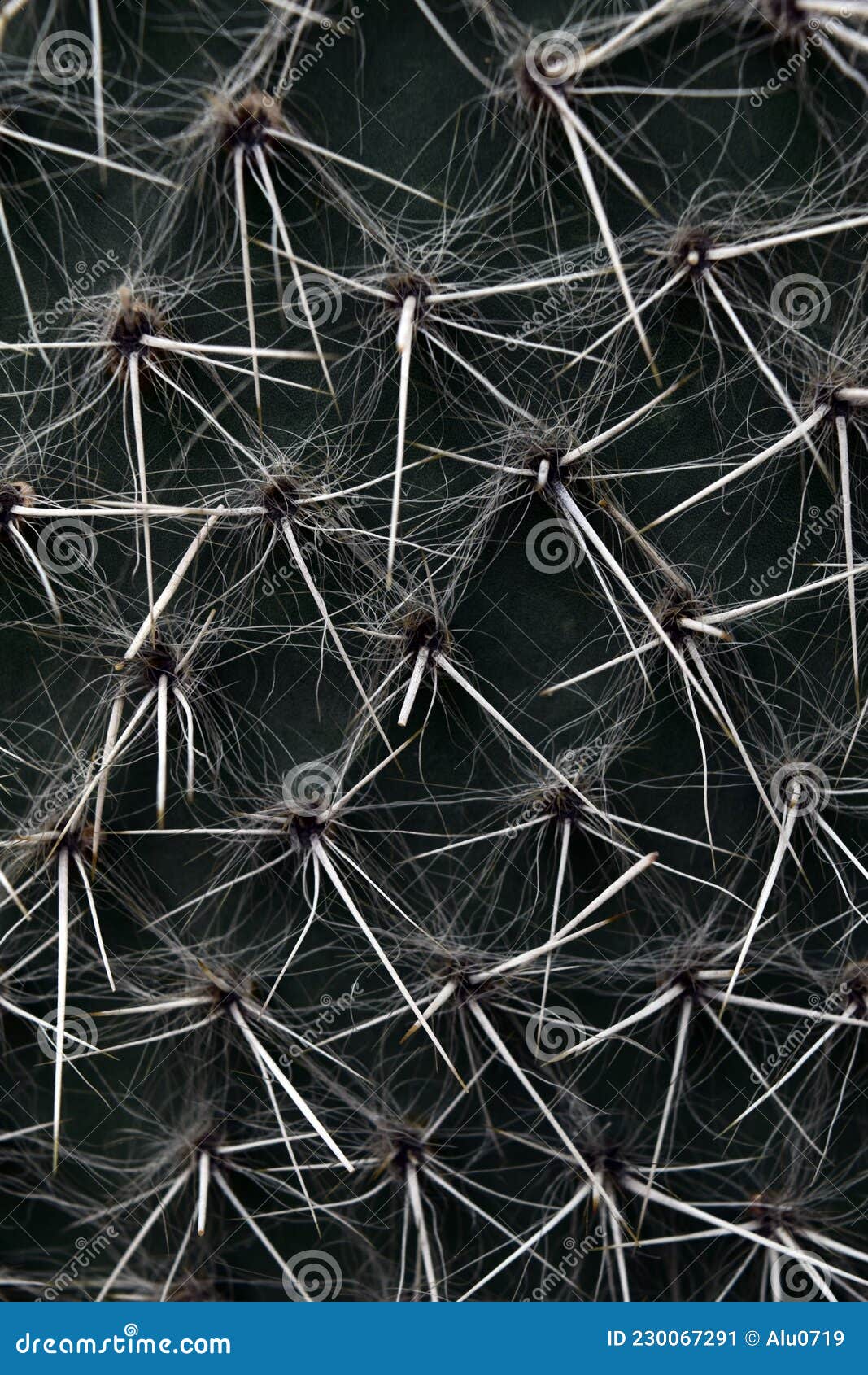 Texture with Dark-green Cactus Surface Stock Image - Image of spiny ...