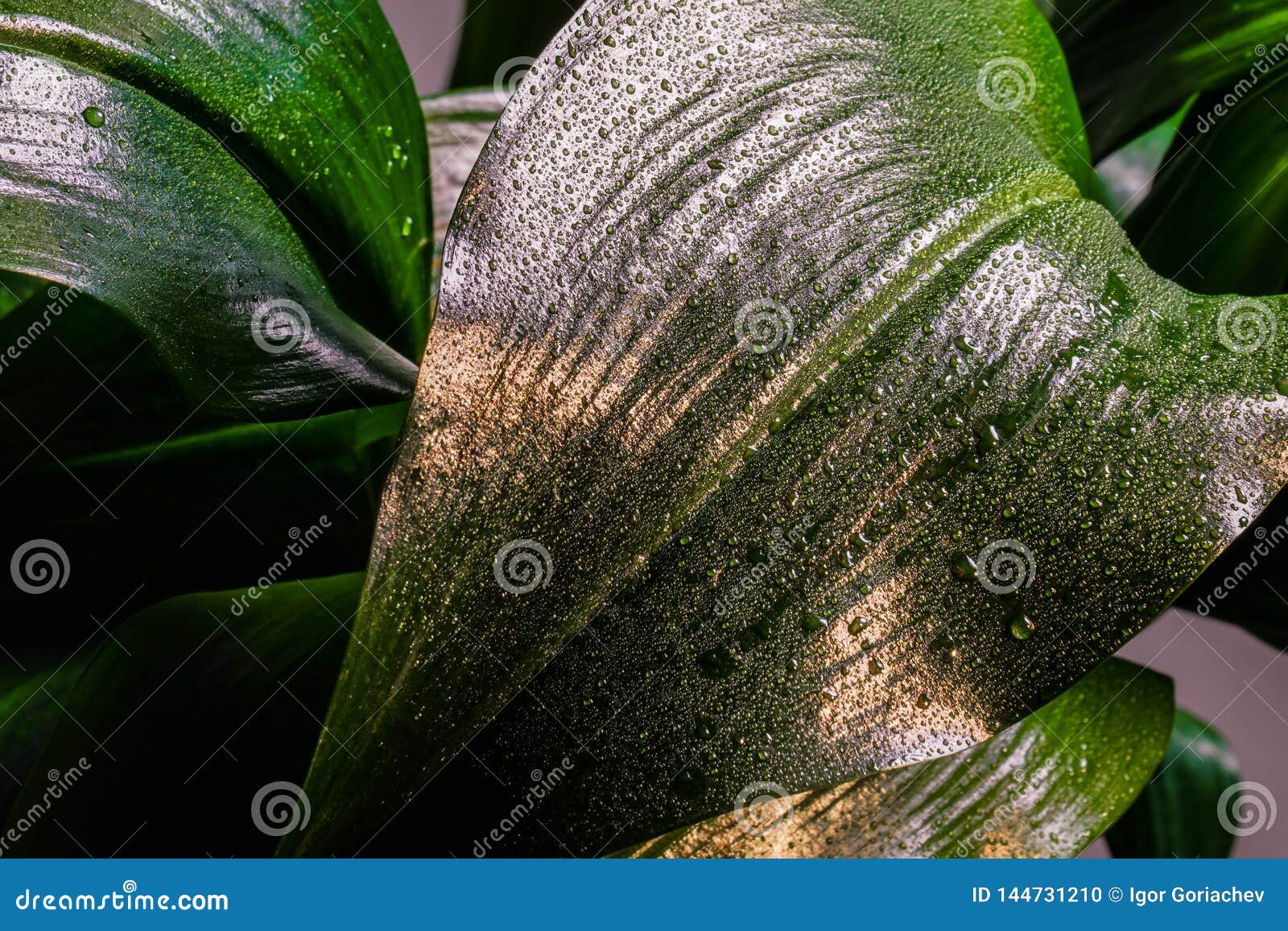 Texture in Dark Green Tones Stock Photo - Image of macro, dark: 144731210