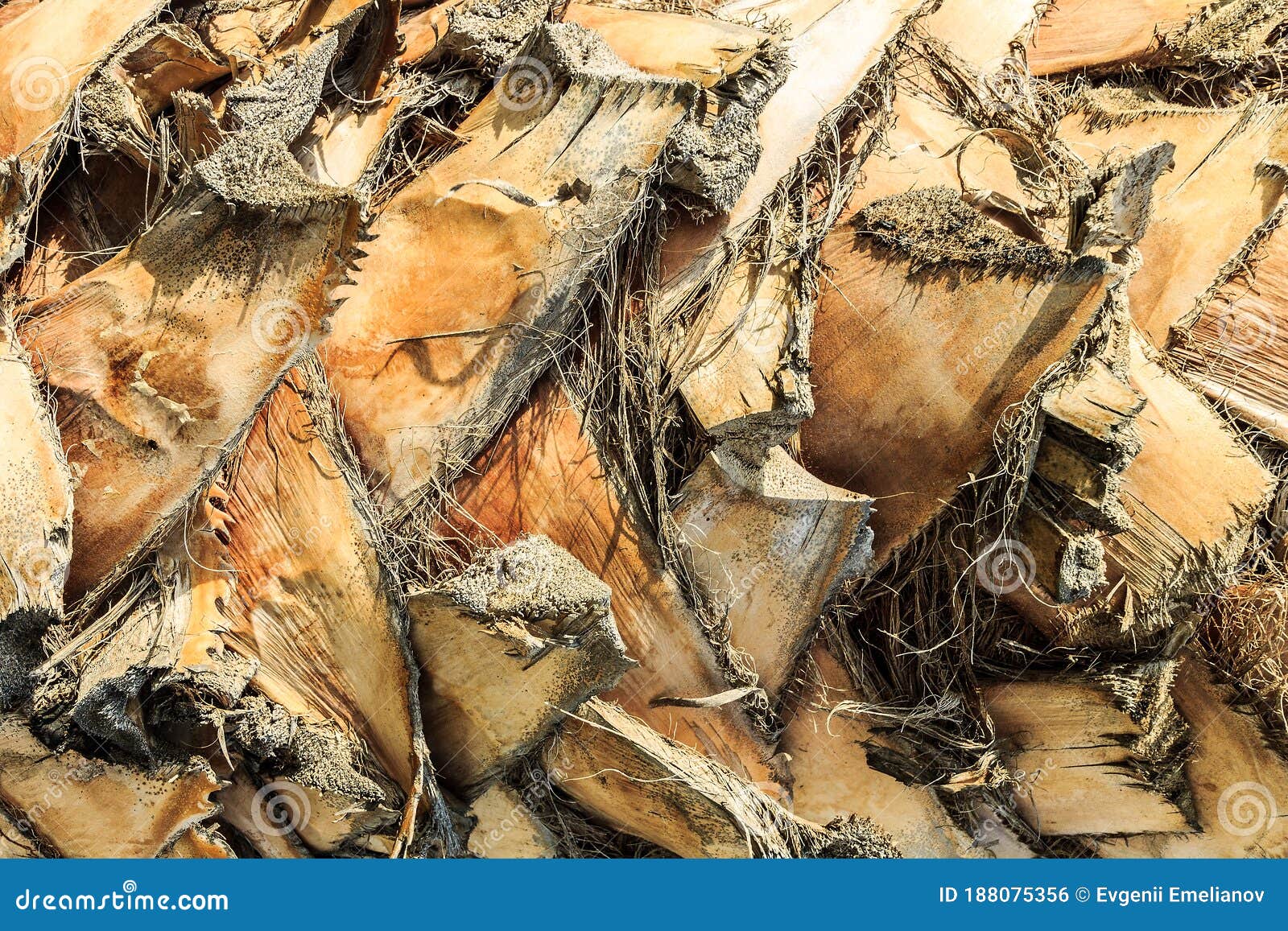 Texture of date palm bark stock photo. Image of abstract - 188075356