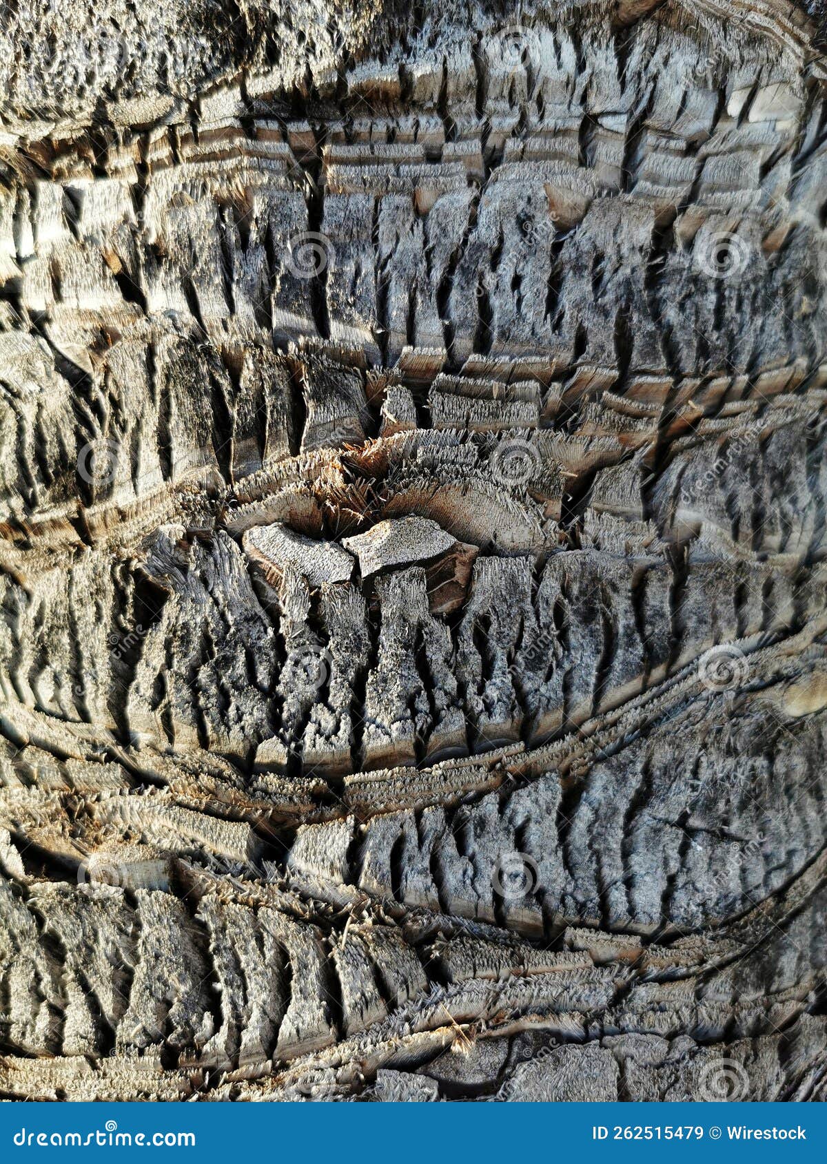 Texture of the Date Palm Tree Trunk Stock Image - Image of tree ...