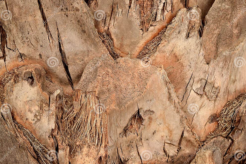 Texture date palm trunk stock photo. Image of closeup - 193927348