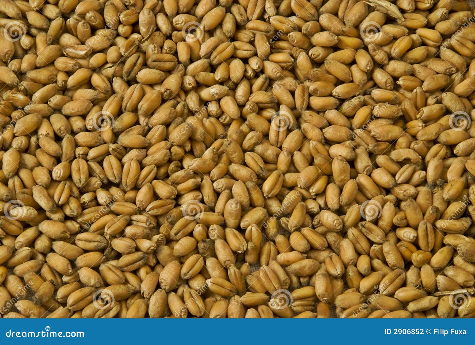 Texture de blé photo stock. Image du agriculture, fond - 2906852
