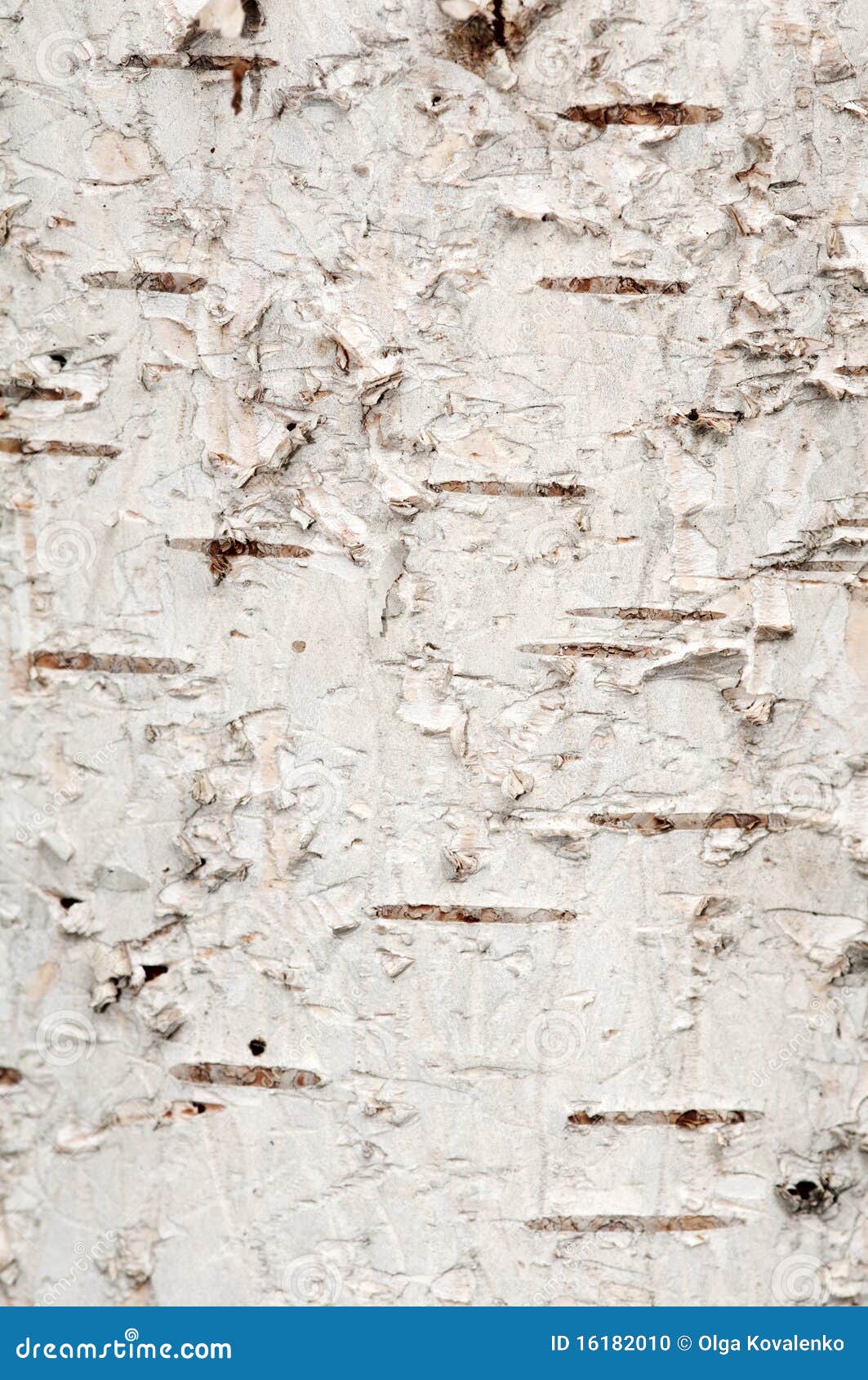 Texture de bouleau photo stock. Image du gris, rappe - 16182010