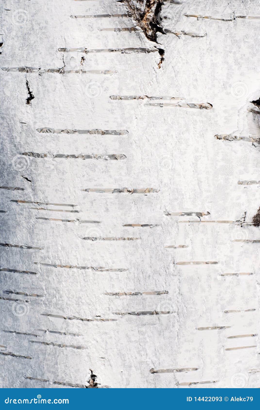Texture de bouleau blanc image stock. Image du verticale - 14422093