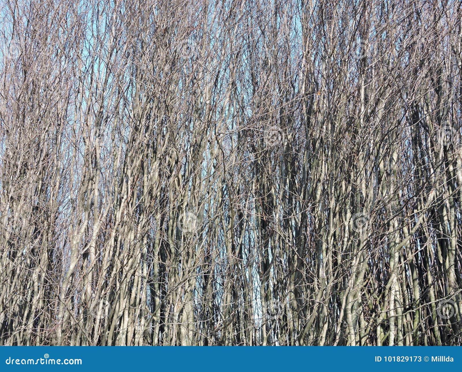 Texture De Branches De Brown Buisson Image stock - Image du floral ...