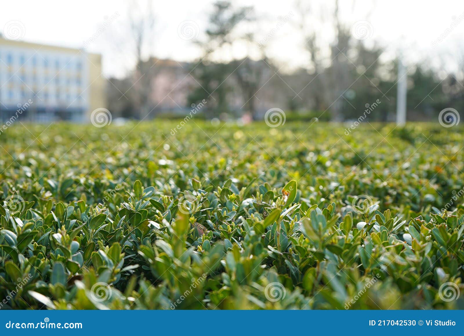 Texture De Buisson De Buisson De Buis De Buis Vert Vibrant. Photo stock ...