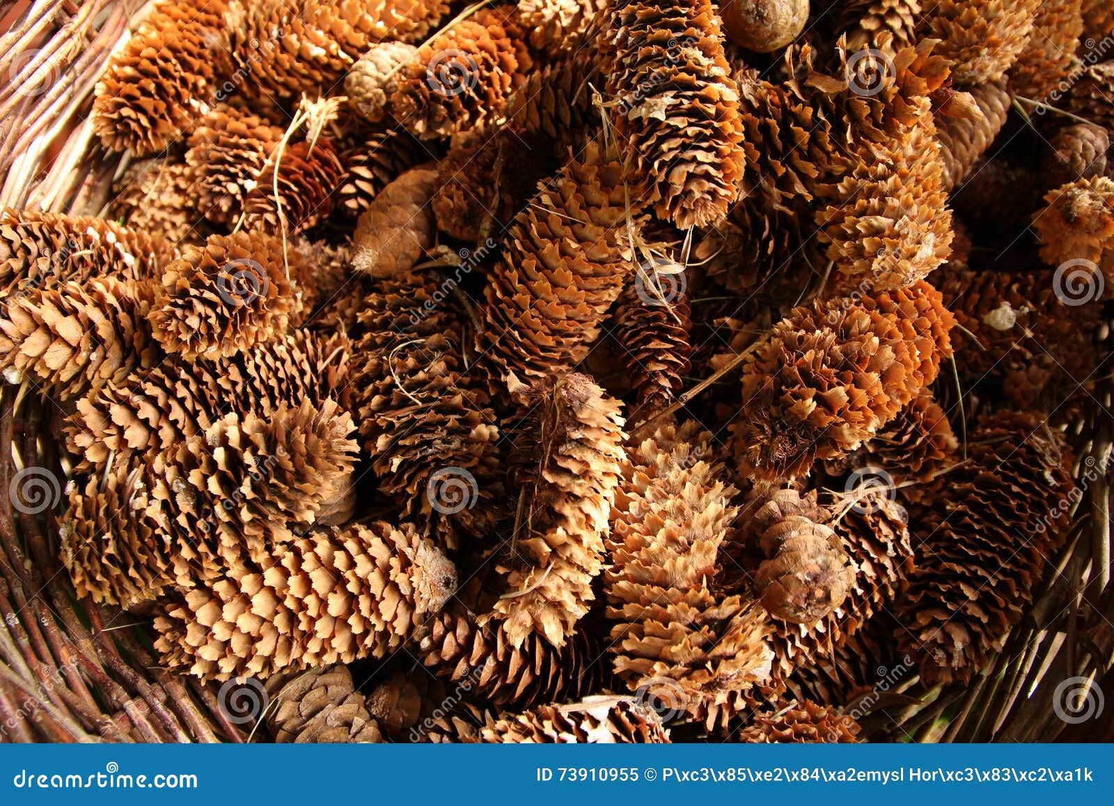 Texture de cônes de pin image stock. Image du brun, cônes - 73910955