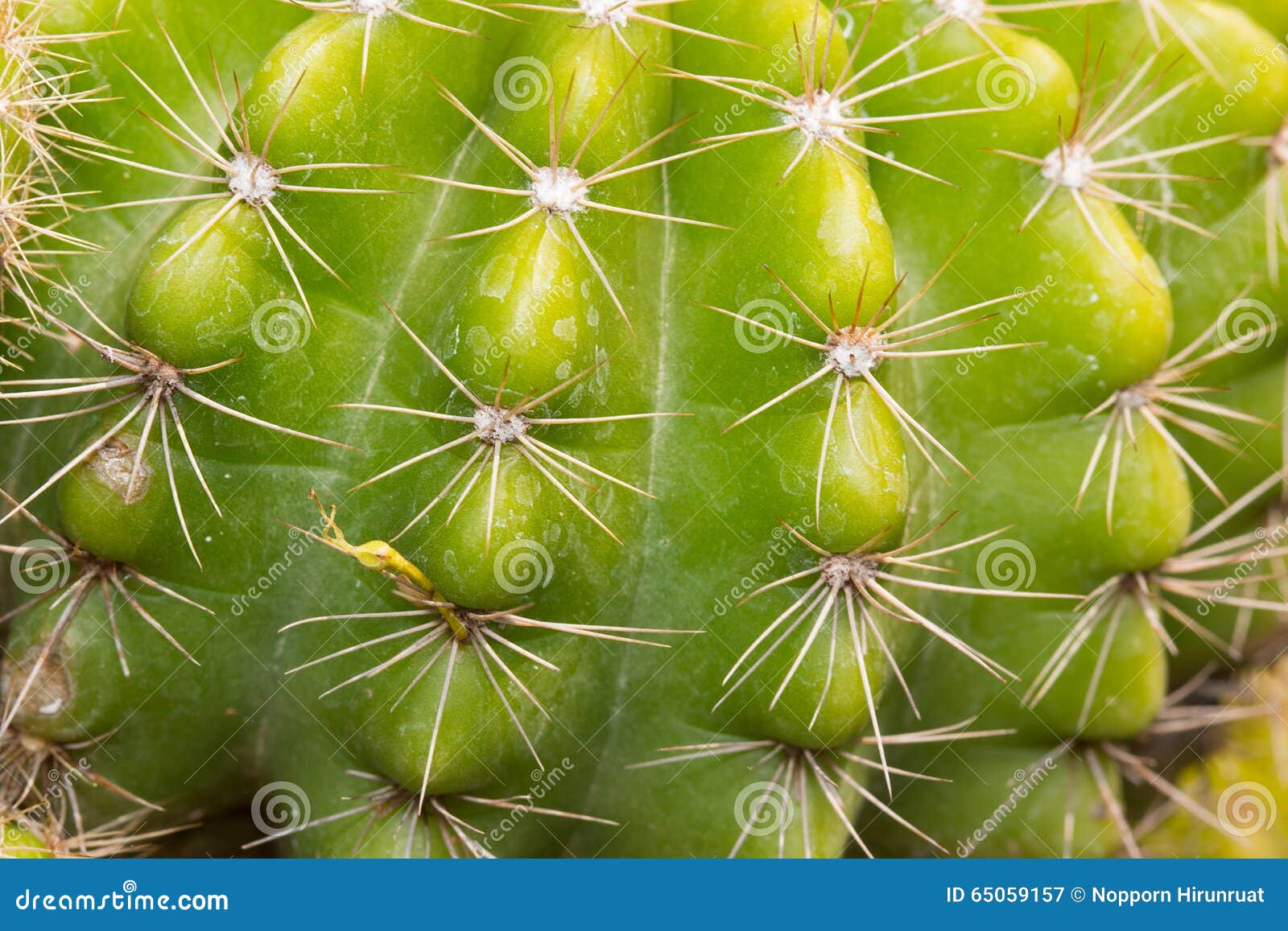 Texture de cactus image stock. Image du bloc, fermer - 65059157