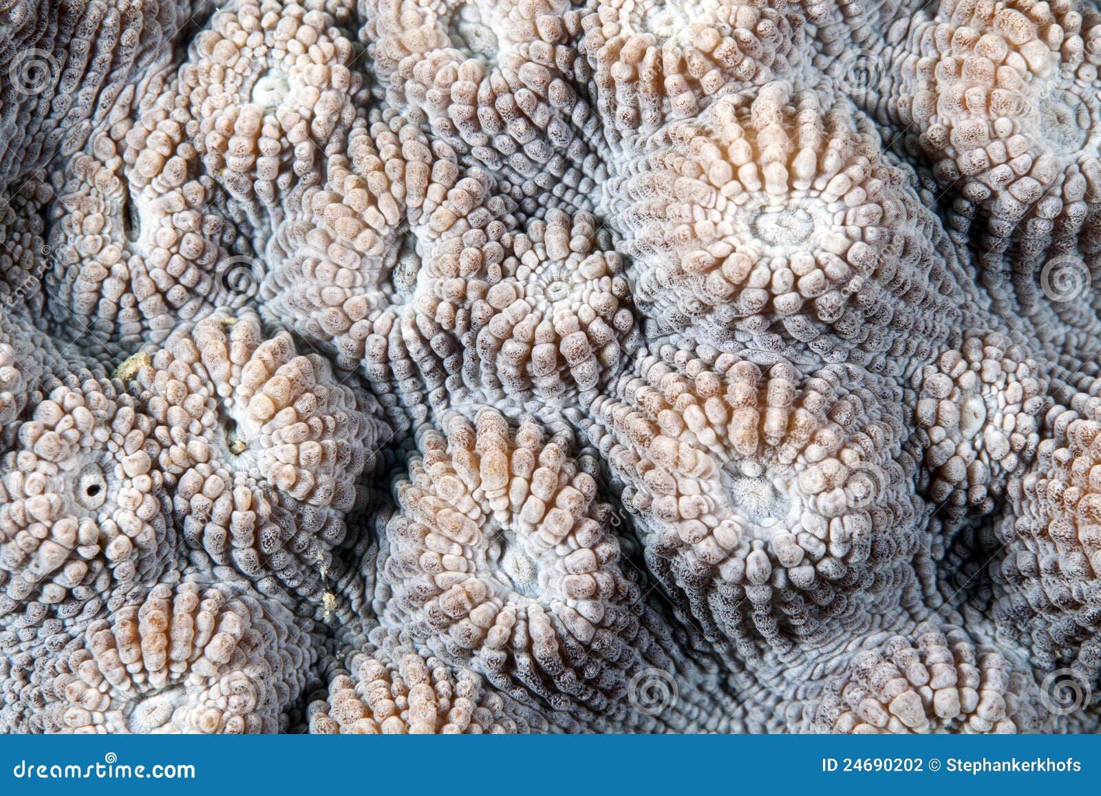 Texture De Corail En Mer Rouge. Photo stock - Image du plongée, texture ...