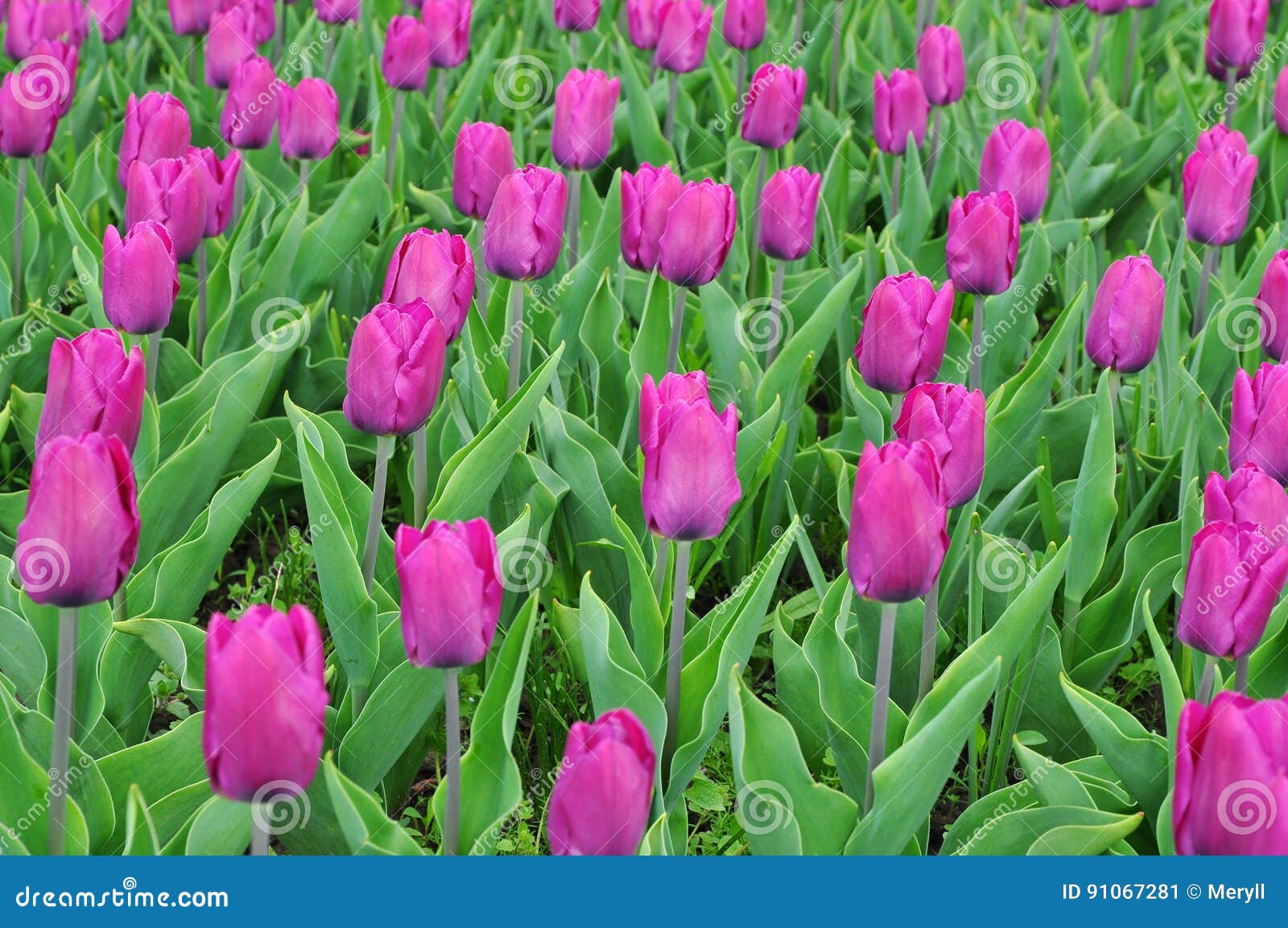 Texture de fleur image stock. Image du flore, wallpaper - 91067281