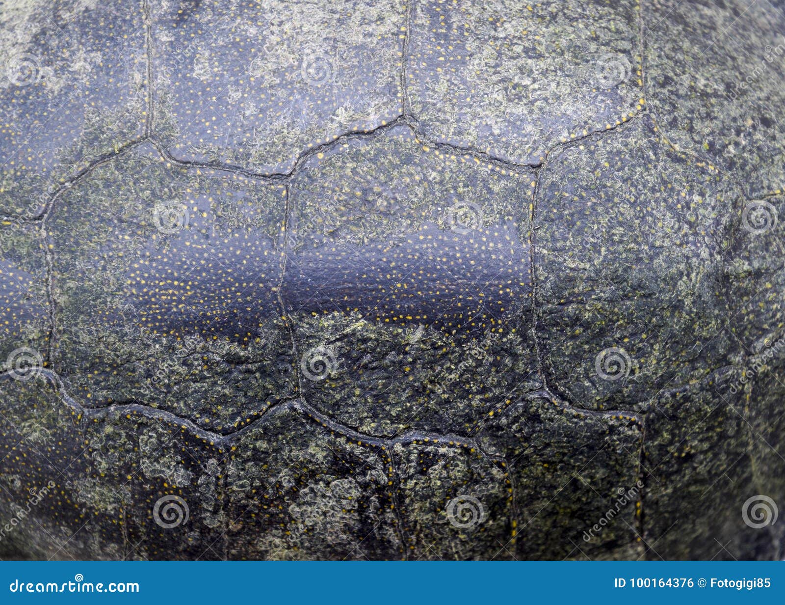 Texture De Fond D'écaille Tortue Shell Photo stock - Image du aquarium ...