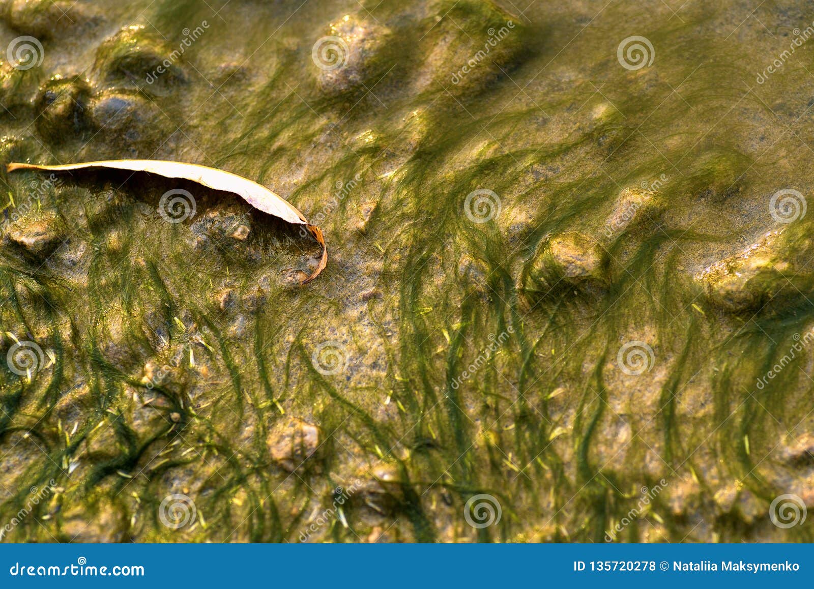 Texture De Fond D'algue De Bladderwrack Fond D'algue Fond Vert Photo ...
