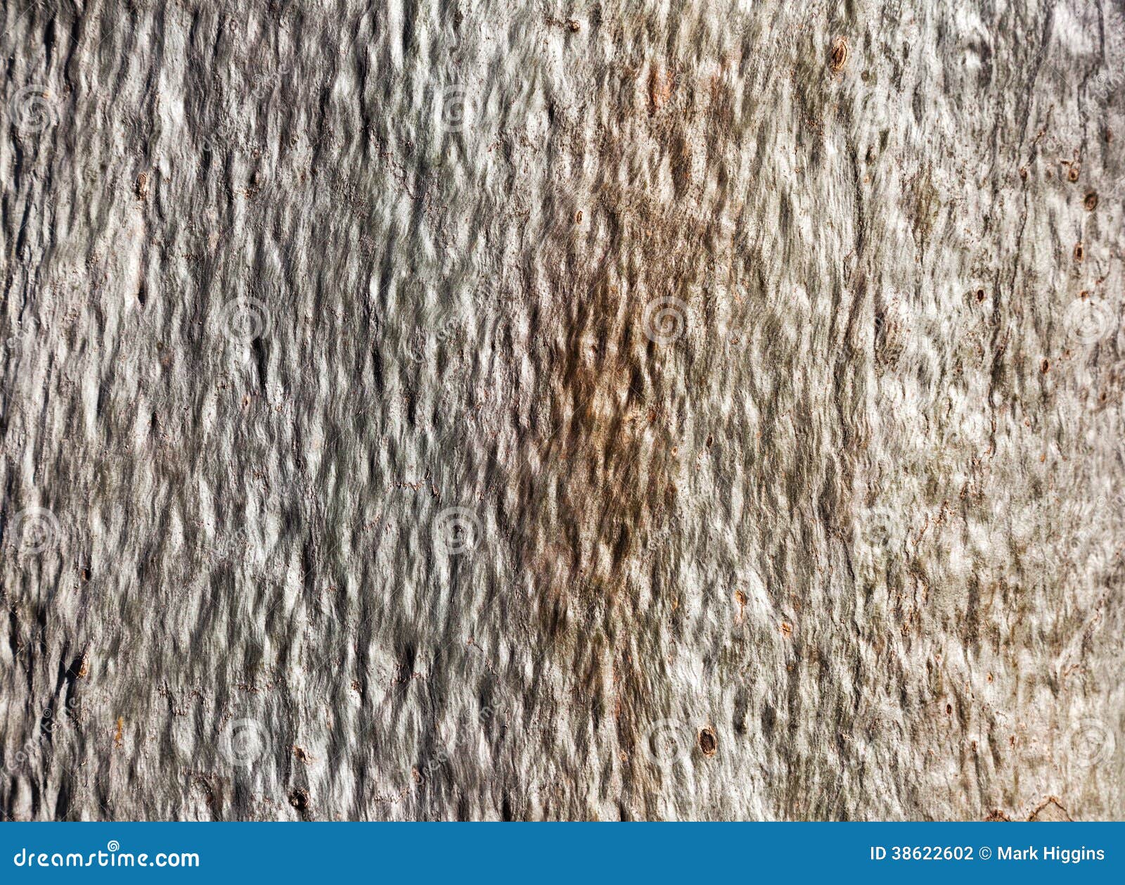 Texture De Fond D'arbre De Gomme Grande Photo stock - Image du arbre ...