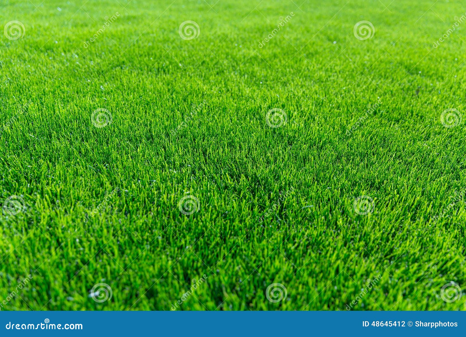 Texture De Fond D'herbe Verte Photo stock - Image du vert, lifestyle ...