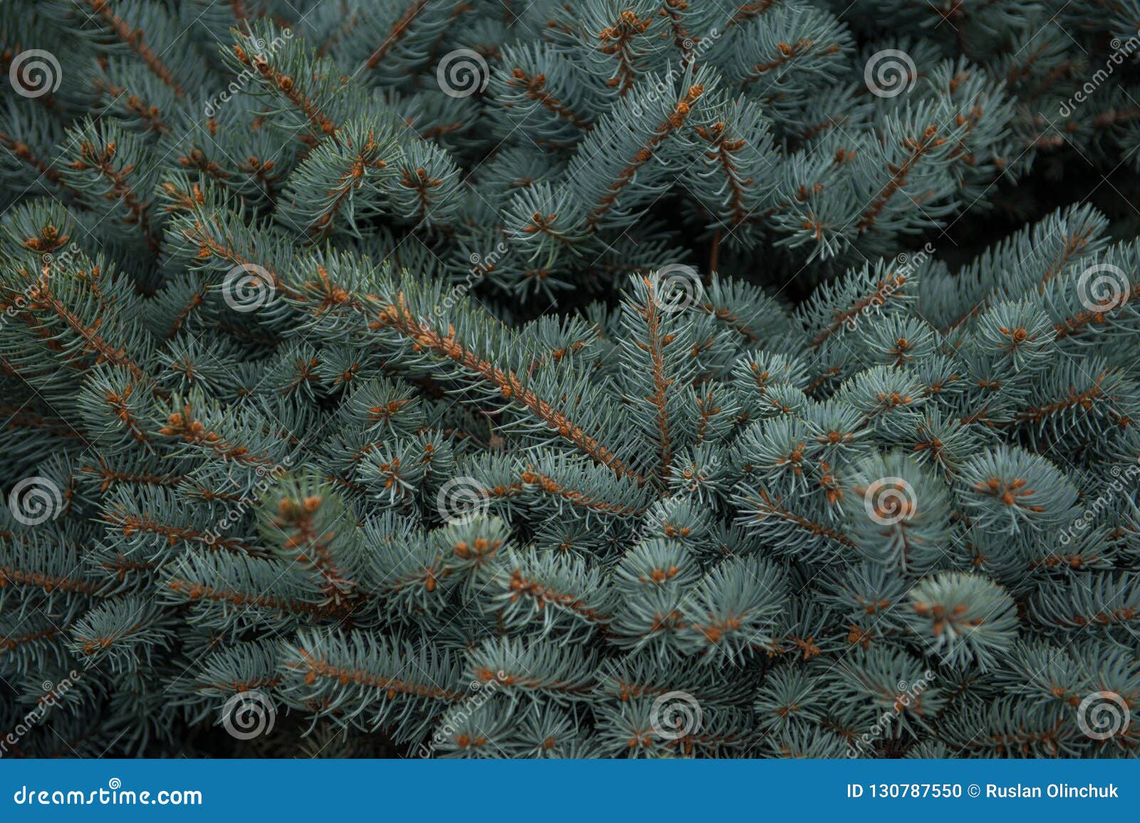 Texture De Fond Des Branches D'arbre De Sapin Photo stock - Image du ...