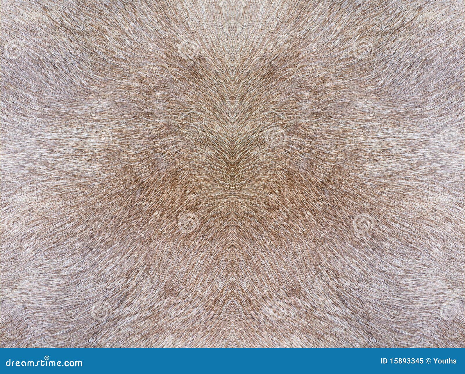 Texture de fourrure image stock. Image du cheveu, exotique - 15893345