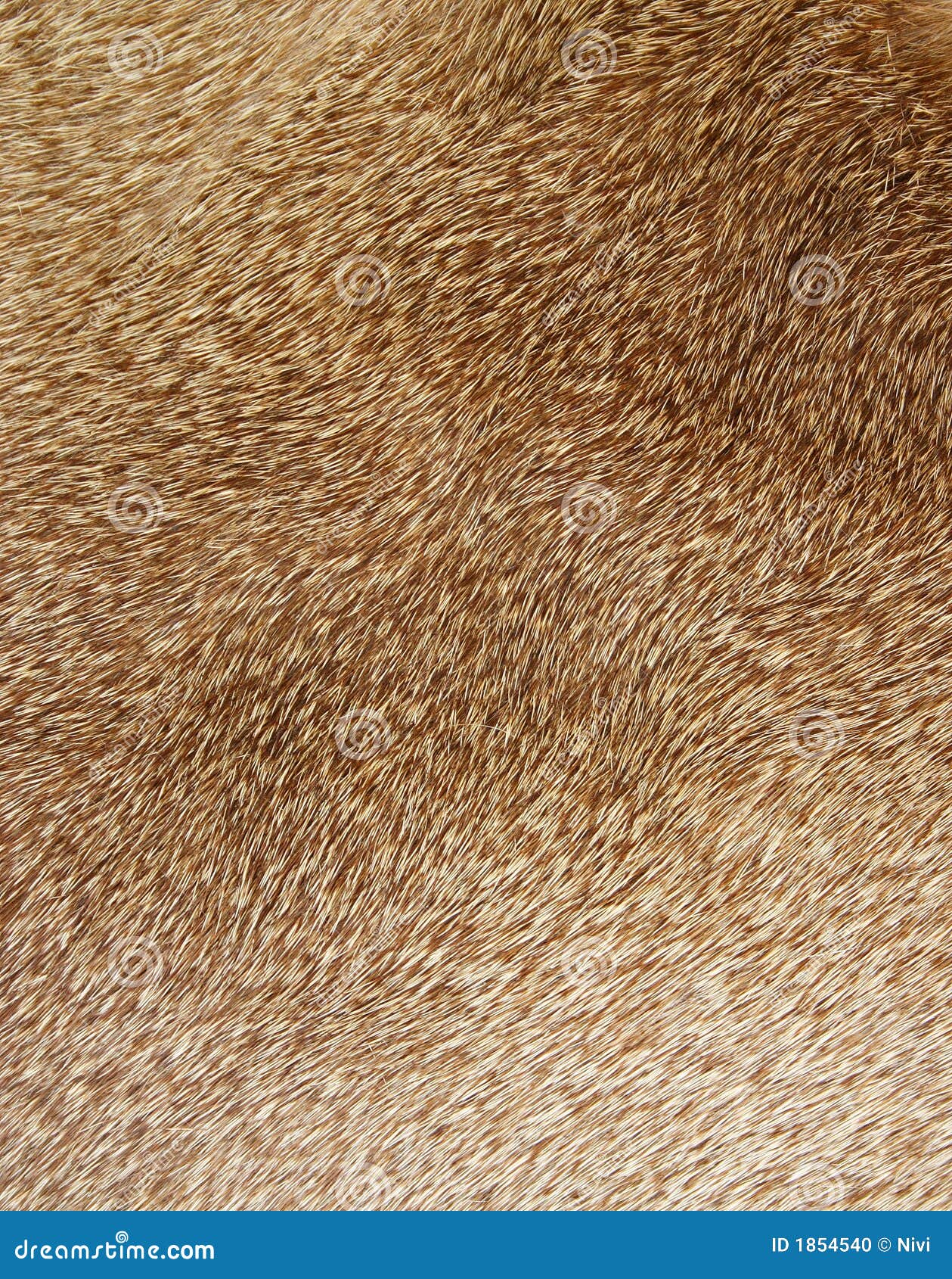 Texture de fourrure photo stock. Image du fond, peau, beige - 1854540