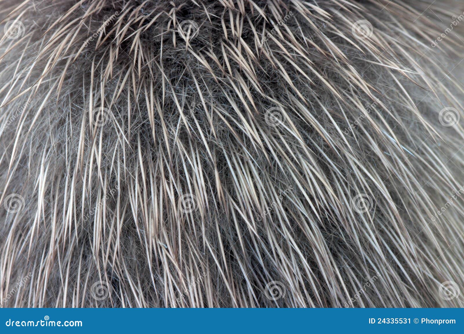 Texture de fourrure image stock. Image du propre, douceur - 24335531