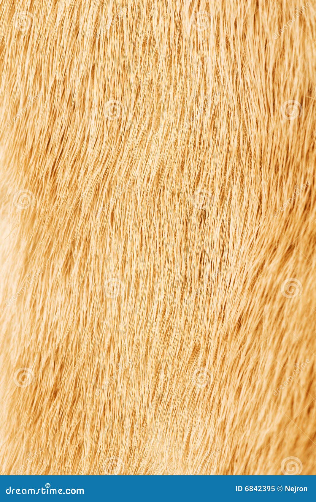 Texture de fourrure image stock. Image du sieste, doux - 6842395