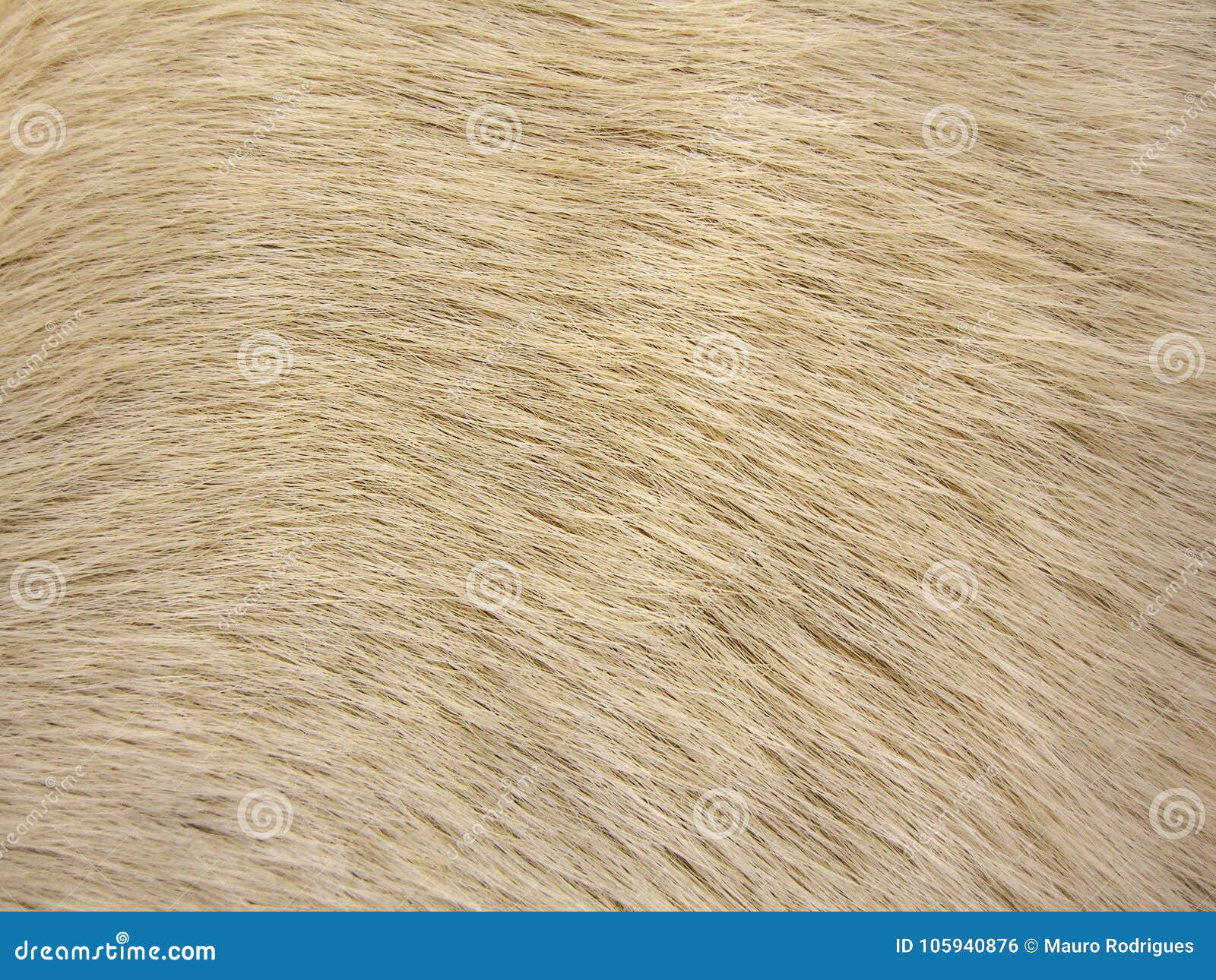 Texture De Fourrure De Chien Photo stock - Image du cheveu, fourrure ...