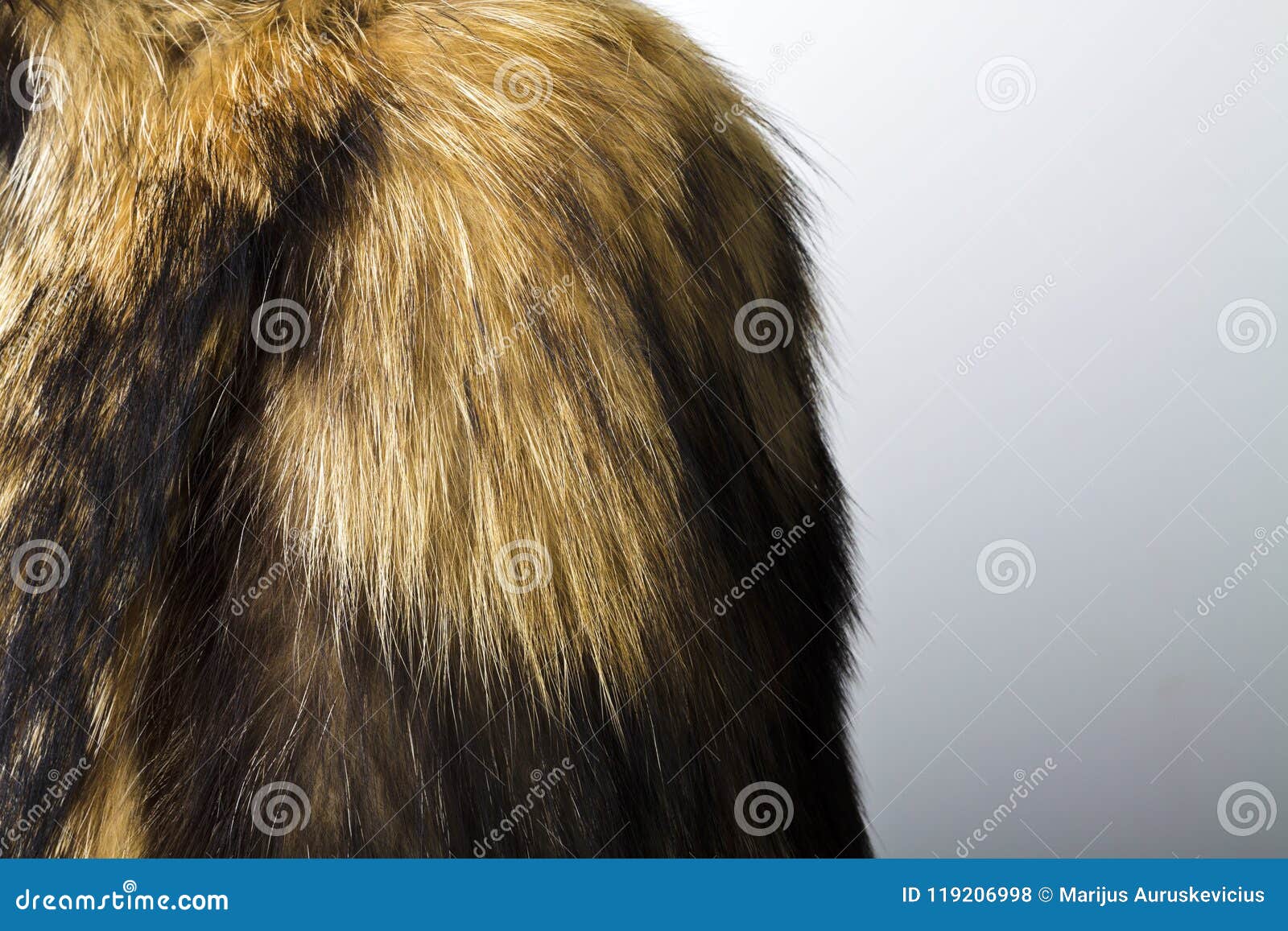 Texture De Fourrure Fourrure De Chien De Raton Laveur Photo stock ...