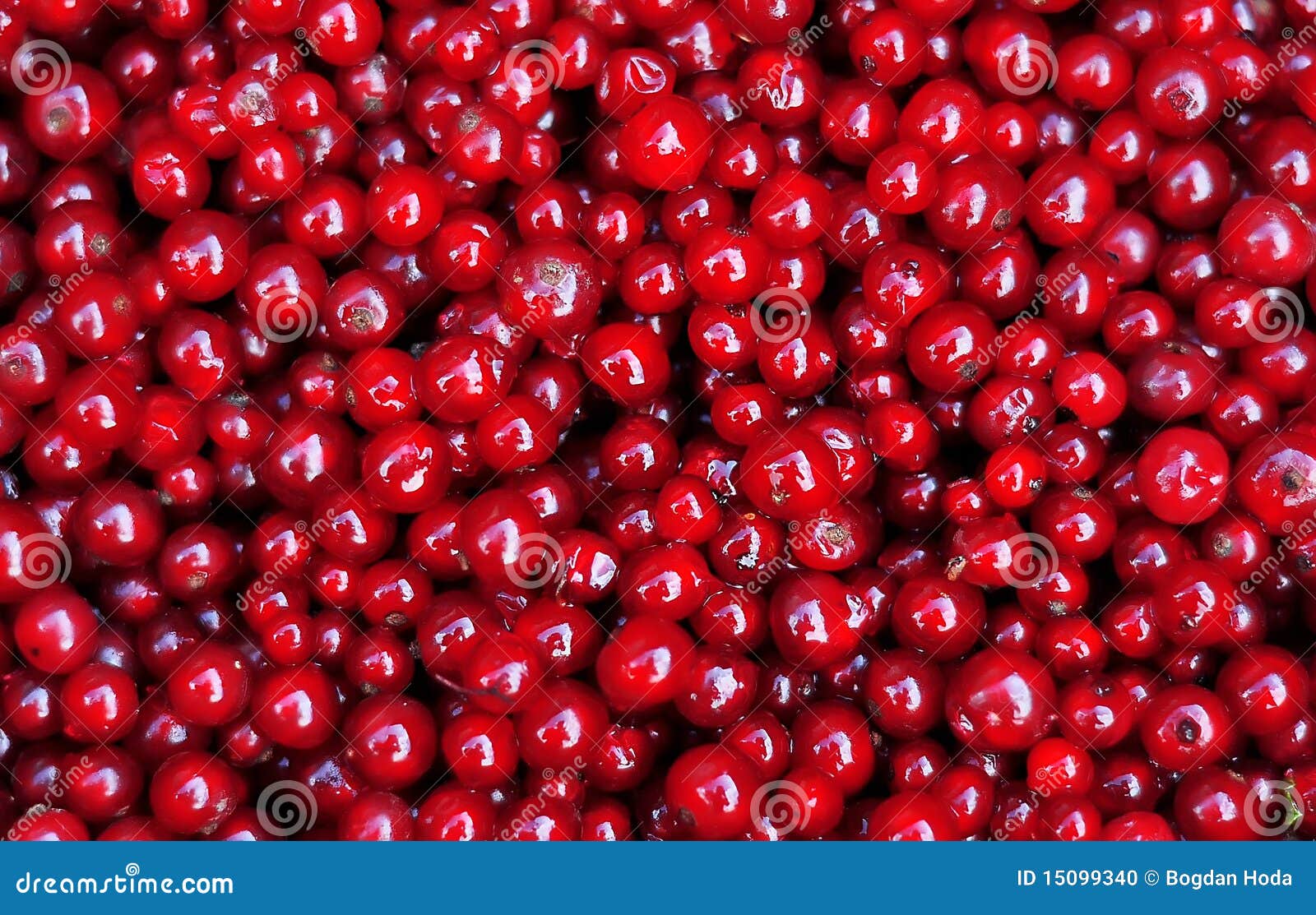 Texture De Groseilles Rouges Photo stock - Image du moisson, fruit ...