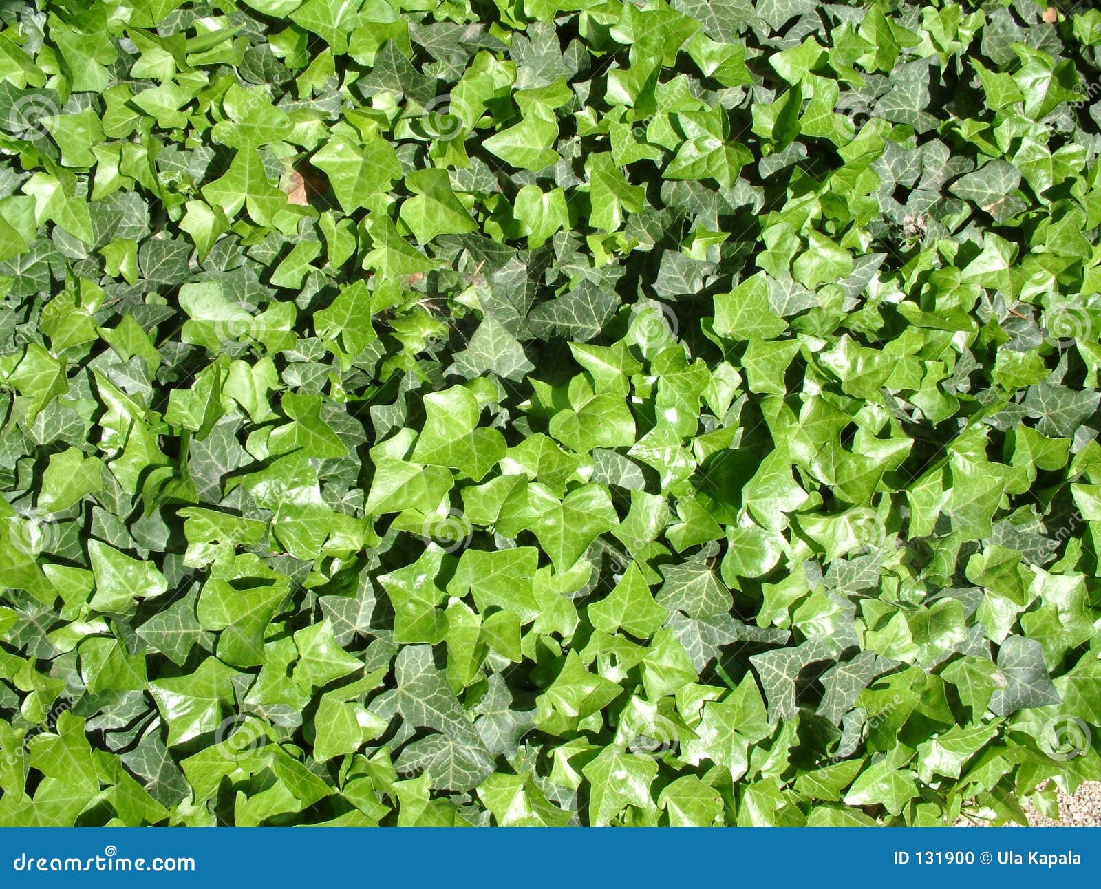 Texture de lierre photo stock. Image du lames, vert, lame - 131900