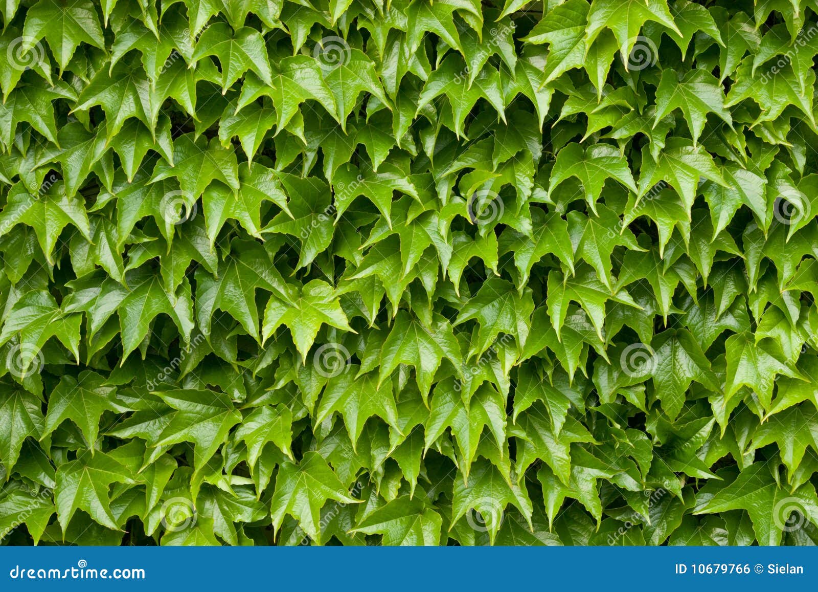 Texture De Lierre De Boston Photo stock - Image du nature, brillant ...