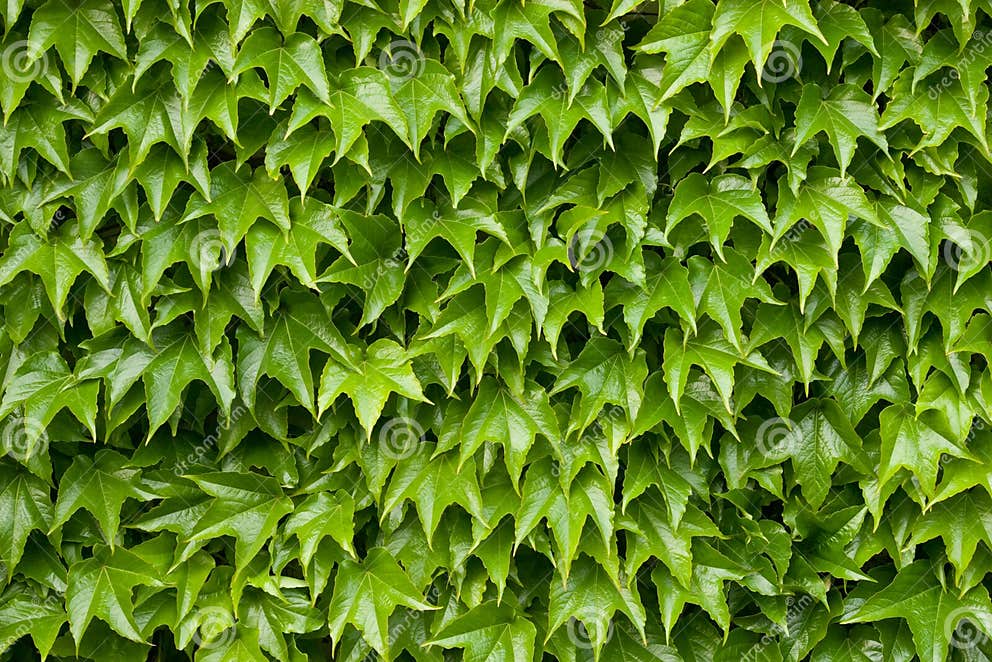 Texture De Lierre De Boston Photo stock - Image du nature, brillant ...