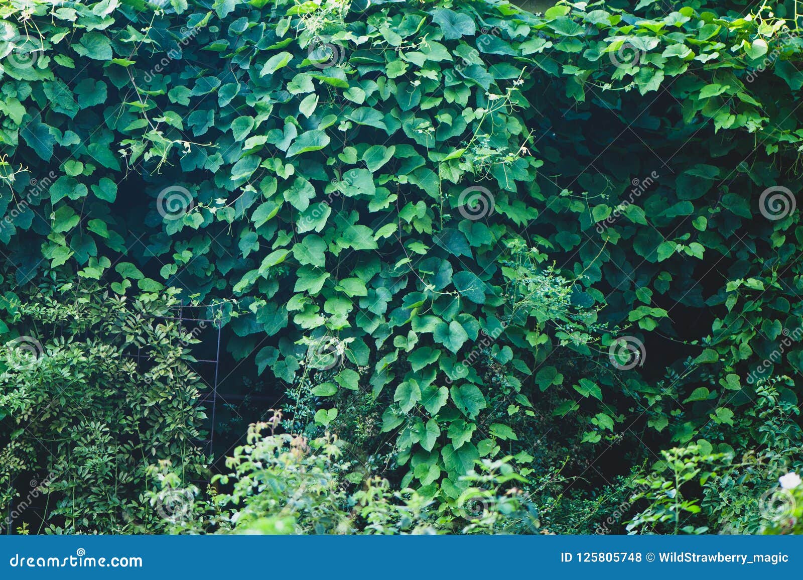 Texture De Liseron Un Mur De Verdure Photo stock - Image du fermer ...