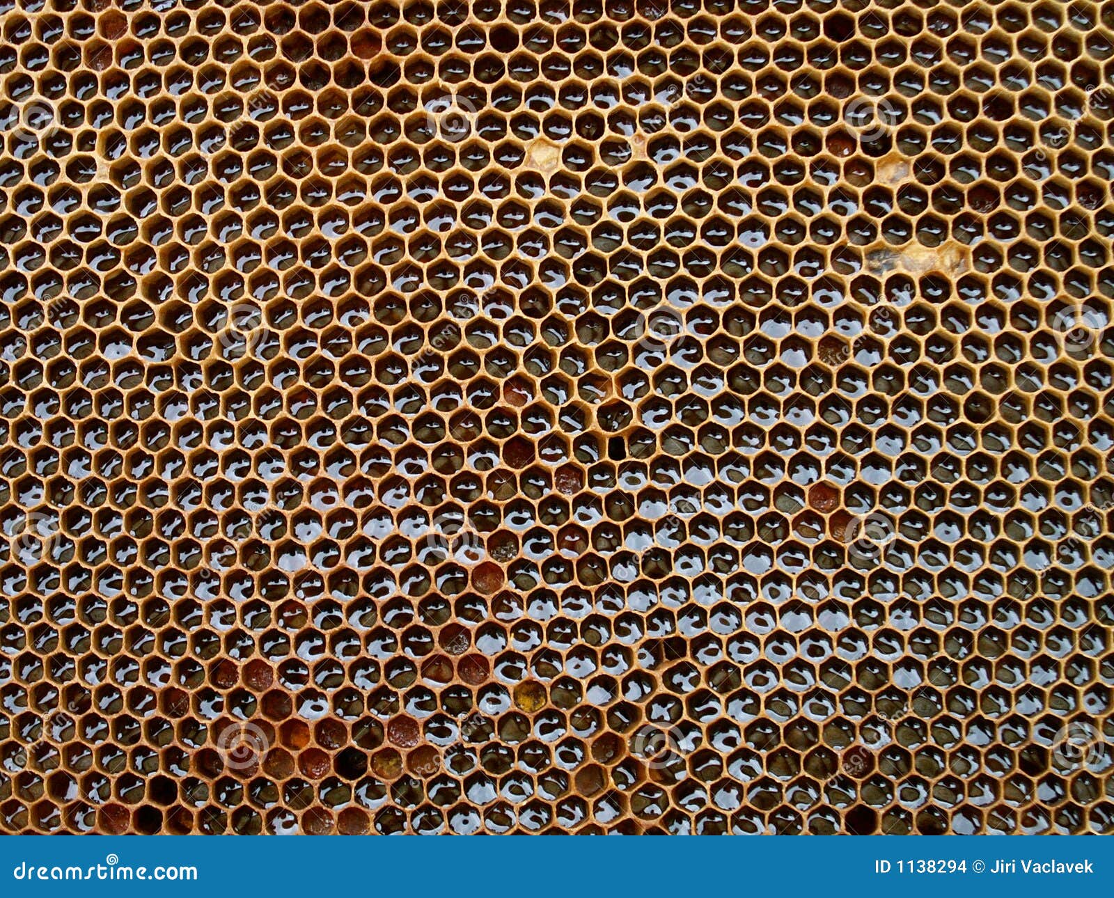 Texture De Miel Image. Image: 1138294