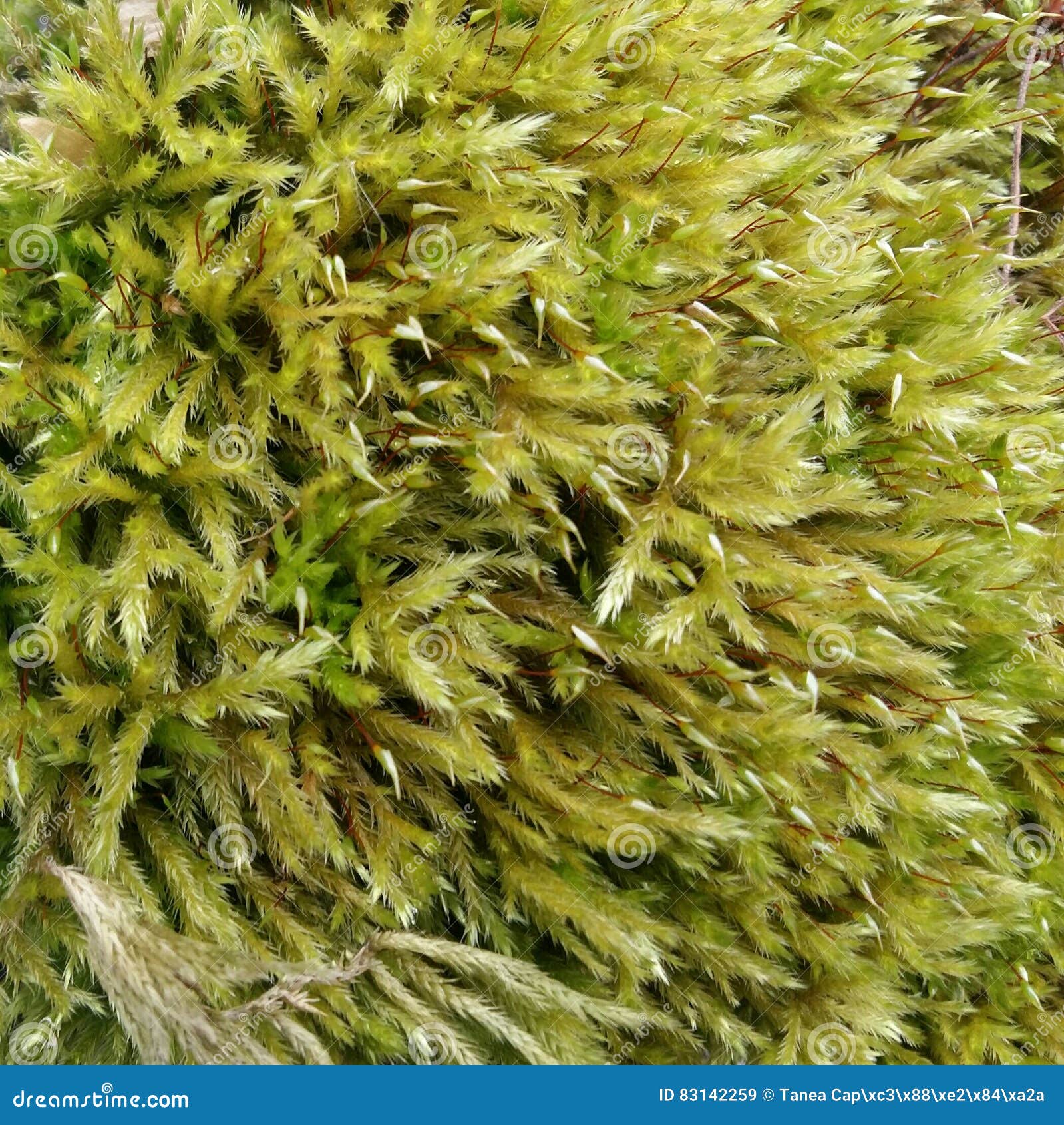 Texture de mousse image stock. Image du nature, centrale - 83142259