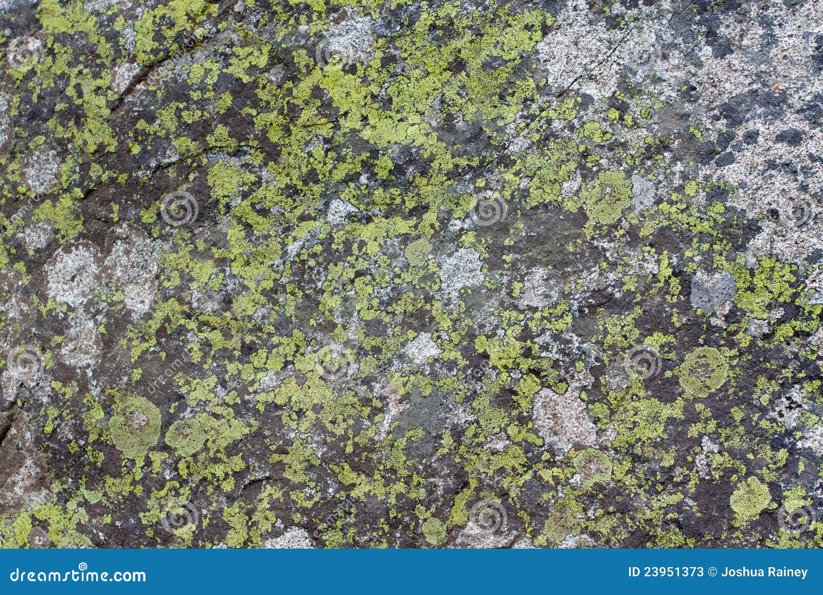 Texture de mousse de roche image stock. Image du nature - 23951373