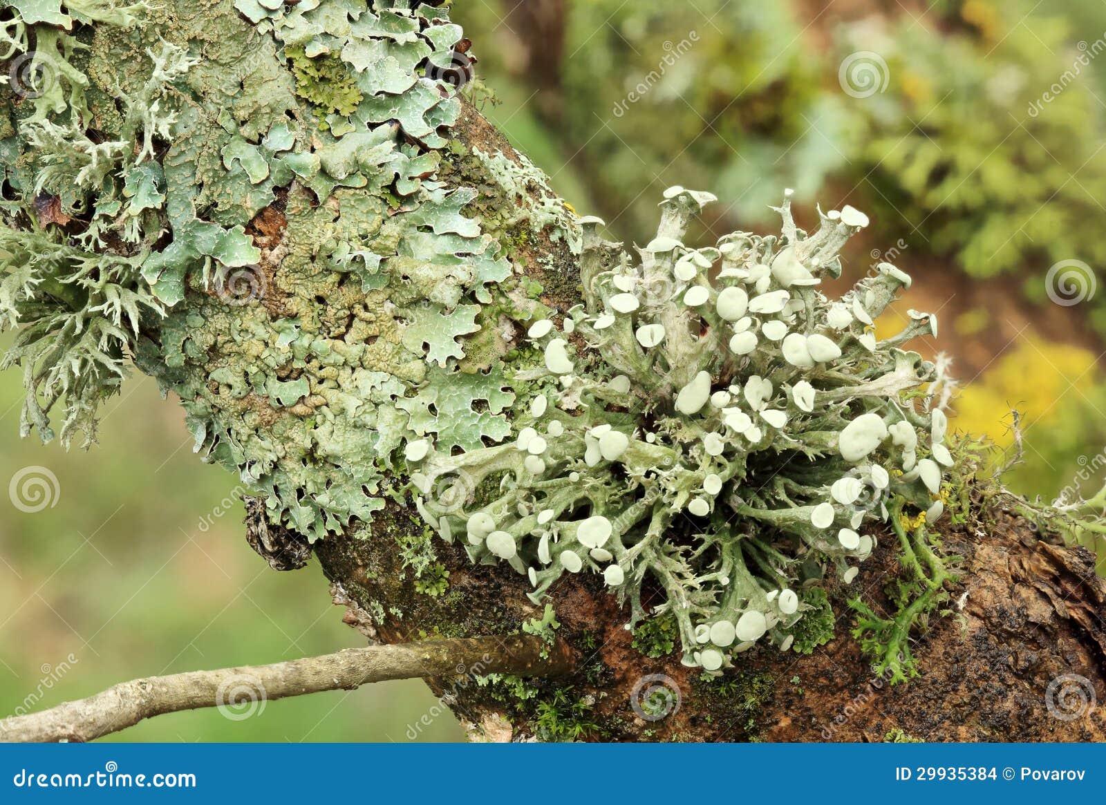 Texture de mousse, lichen photo stock. Image du sphaigne - 29935384