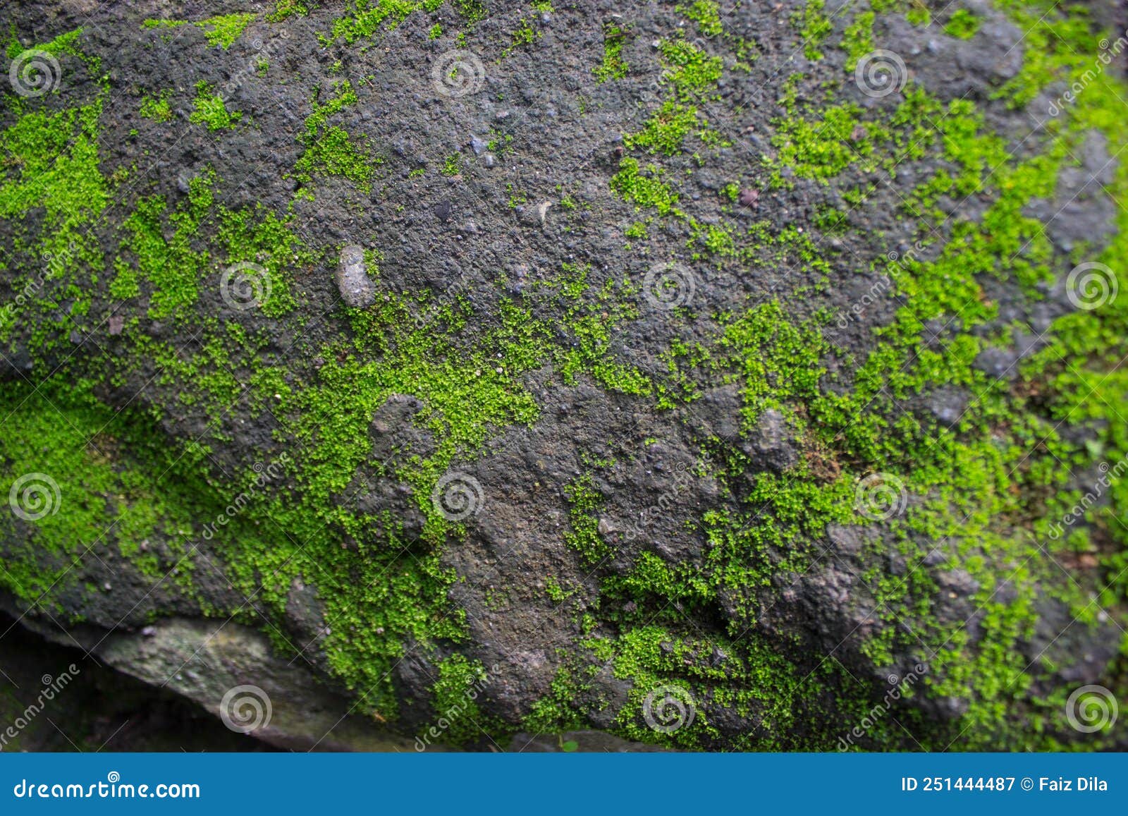 Texture De Mousse Verte Ou Bryophyta Sur Pierre Texture De Mousse Verte ...