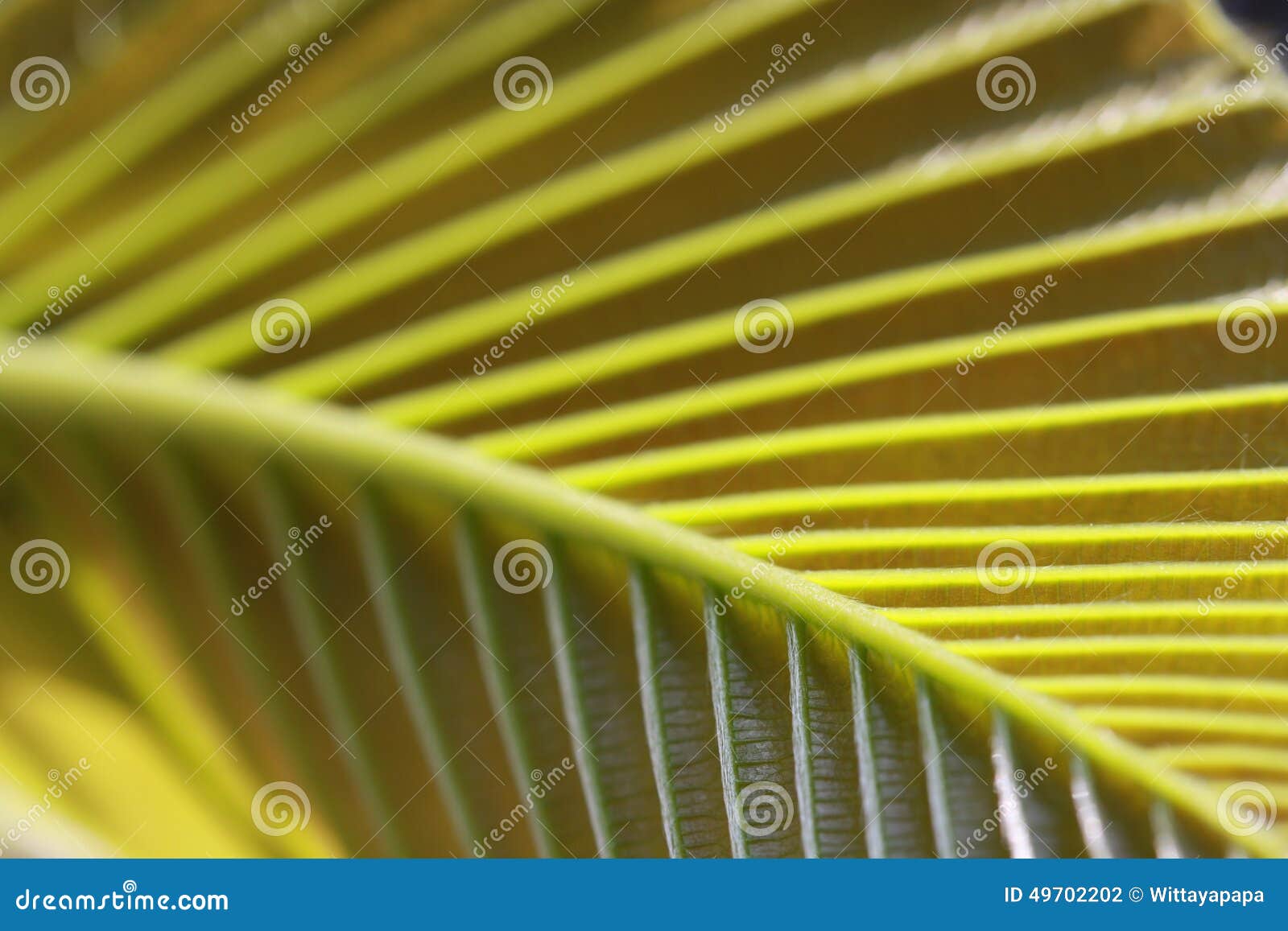 Texture De Nervure De Feuille Photos Stock - Téléchargez 599 Photos ...