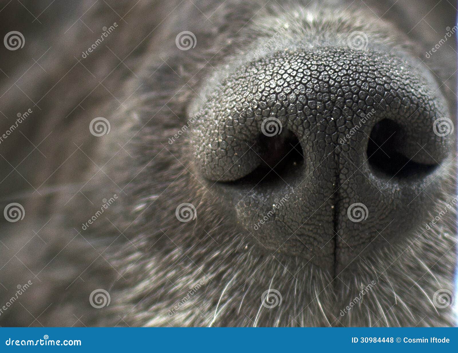 Texture De Nez De Chien Noir Photo stock - Image du beau, odeur: 30984448