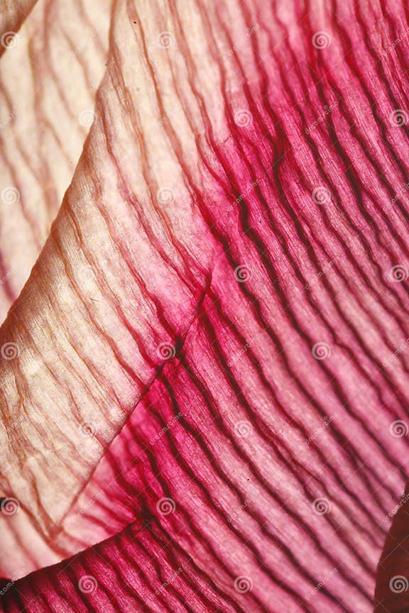 Texture de pétale de fleur photo stock. Image du couleur - 7266746