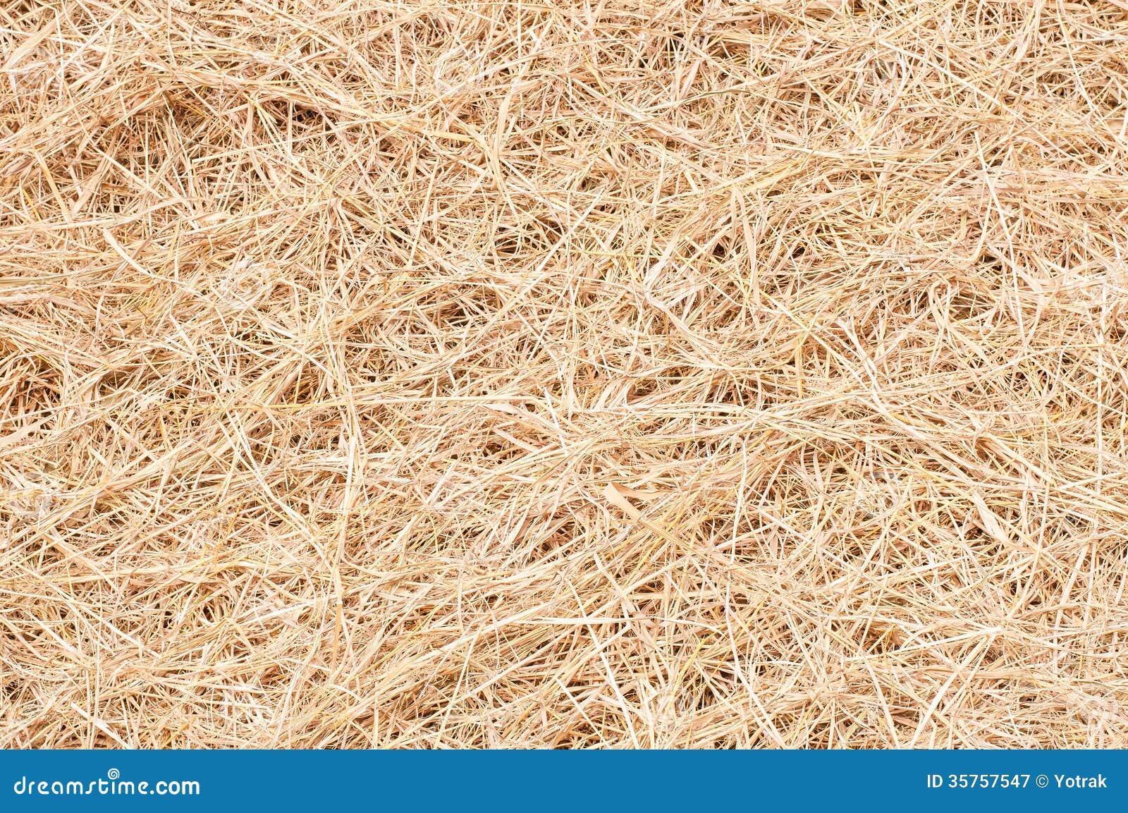 Texture de paille image stock. Image du fermer, texture - 35757547