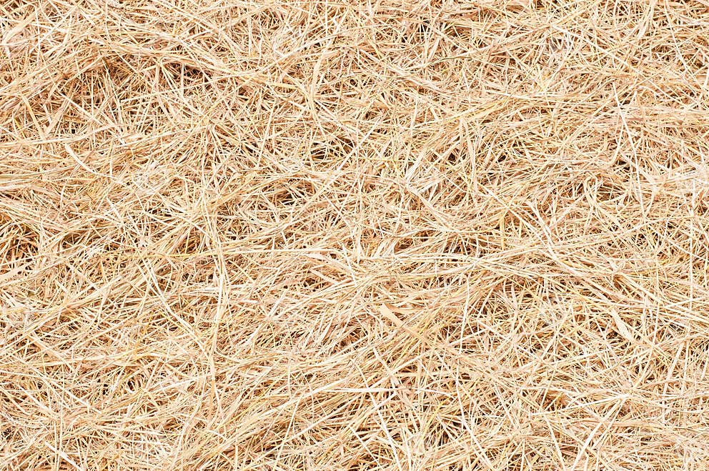 Texture de paille image stock. Image du fermer, texture - 35757547