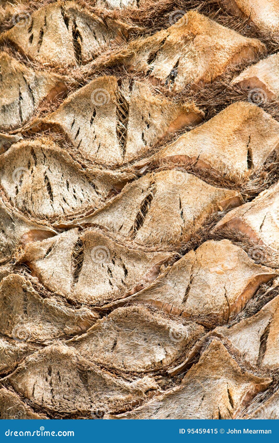 Texture De Palmier - Caleta De Fuste Image stock - Image du texture, coffre: 95459415