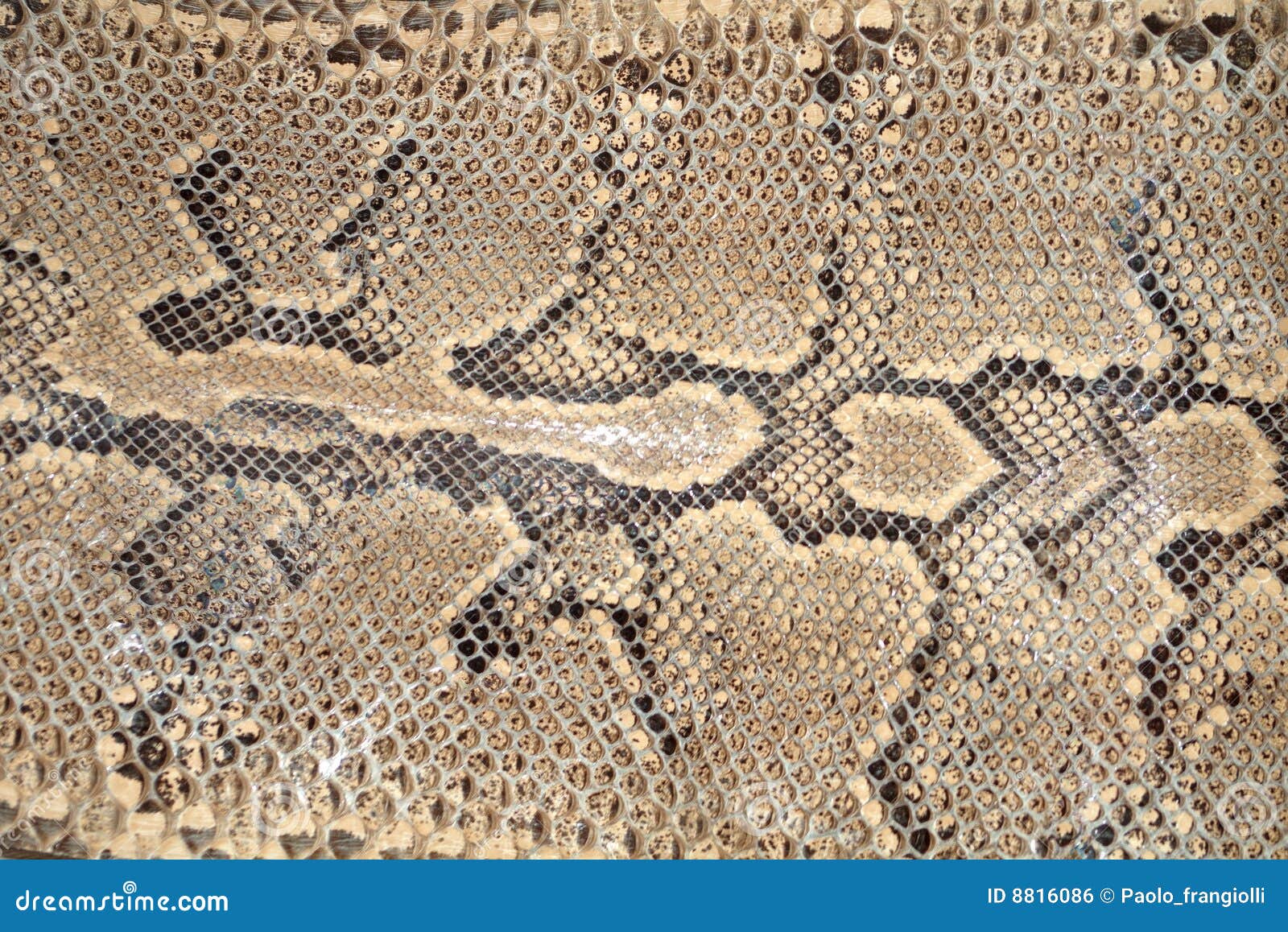Texture de peau de serpent photo stock. Image du vêtement - 8816086