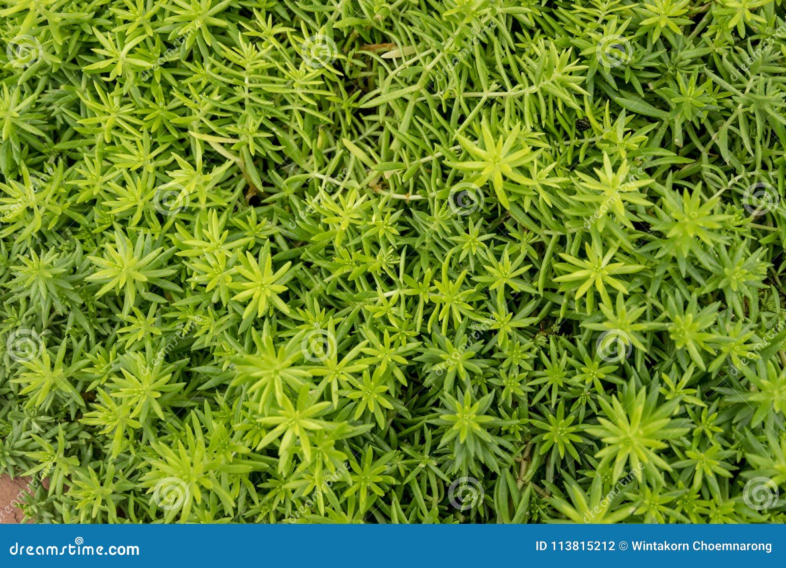 Texture De Petit Arbre Vert Photo stock - Image du décoratif ...