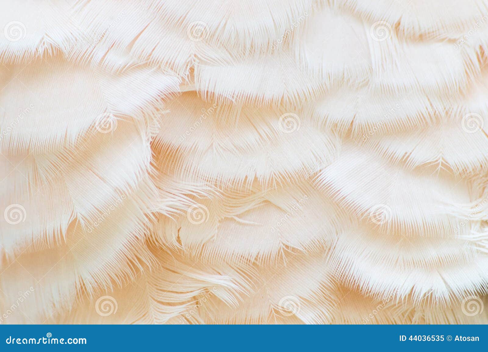 Texture de plume blanche image stock. Image du rouge - 44036535