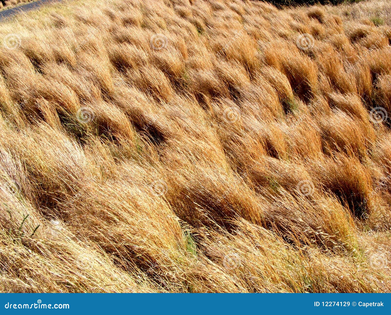 Texture de prairie image stock. Image du rural, afrique - 12274129